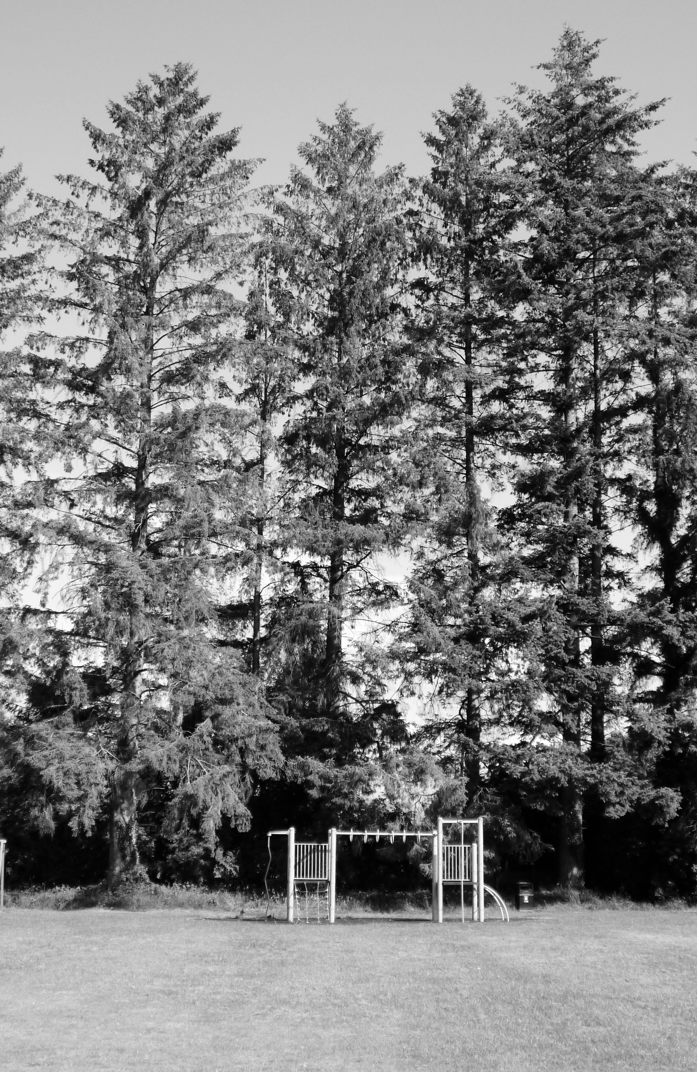 Quiet Playground Under a Forested Sky