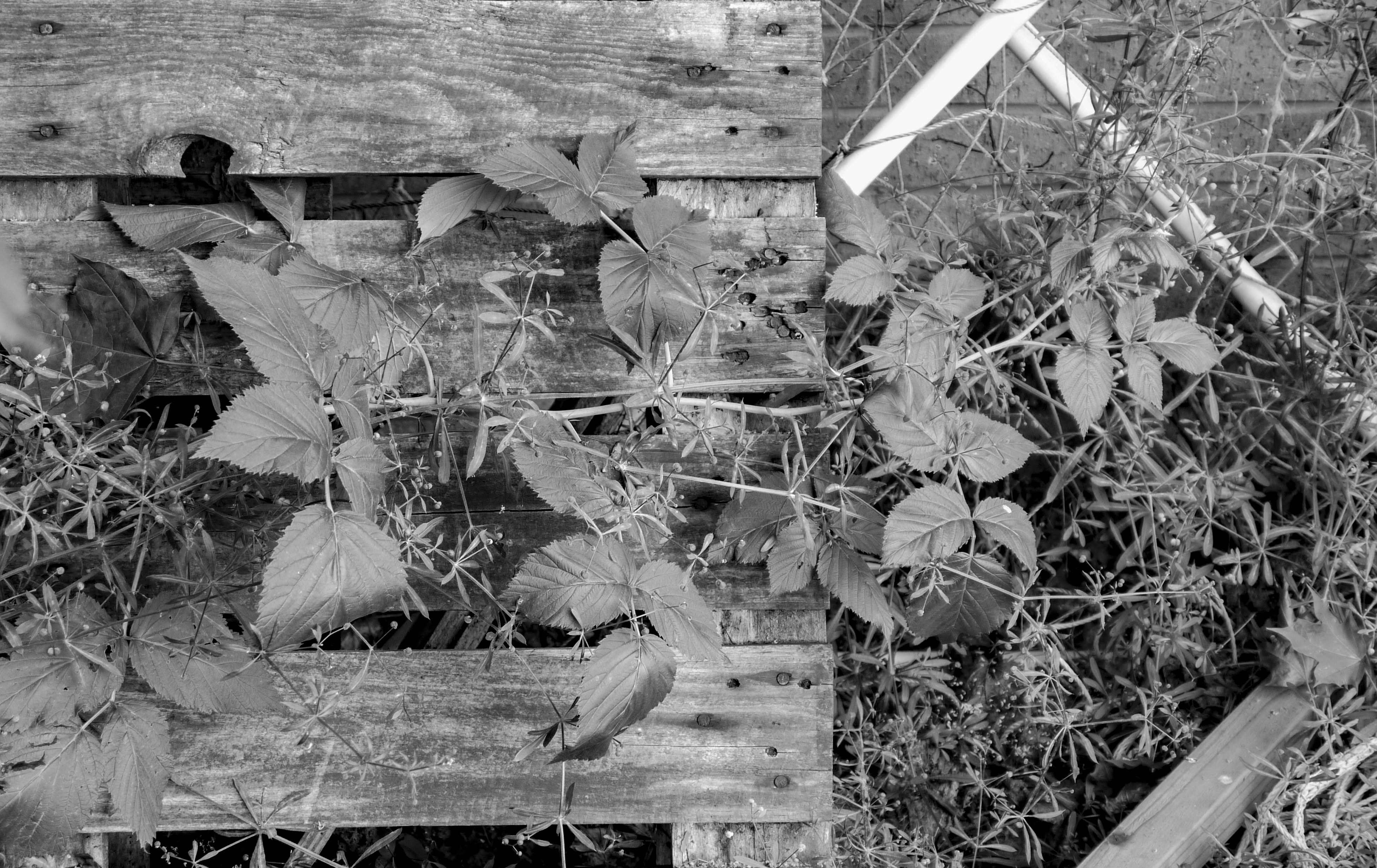 Vines Claim the Weathered Wooden Planks