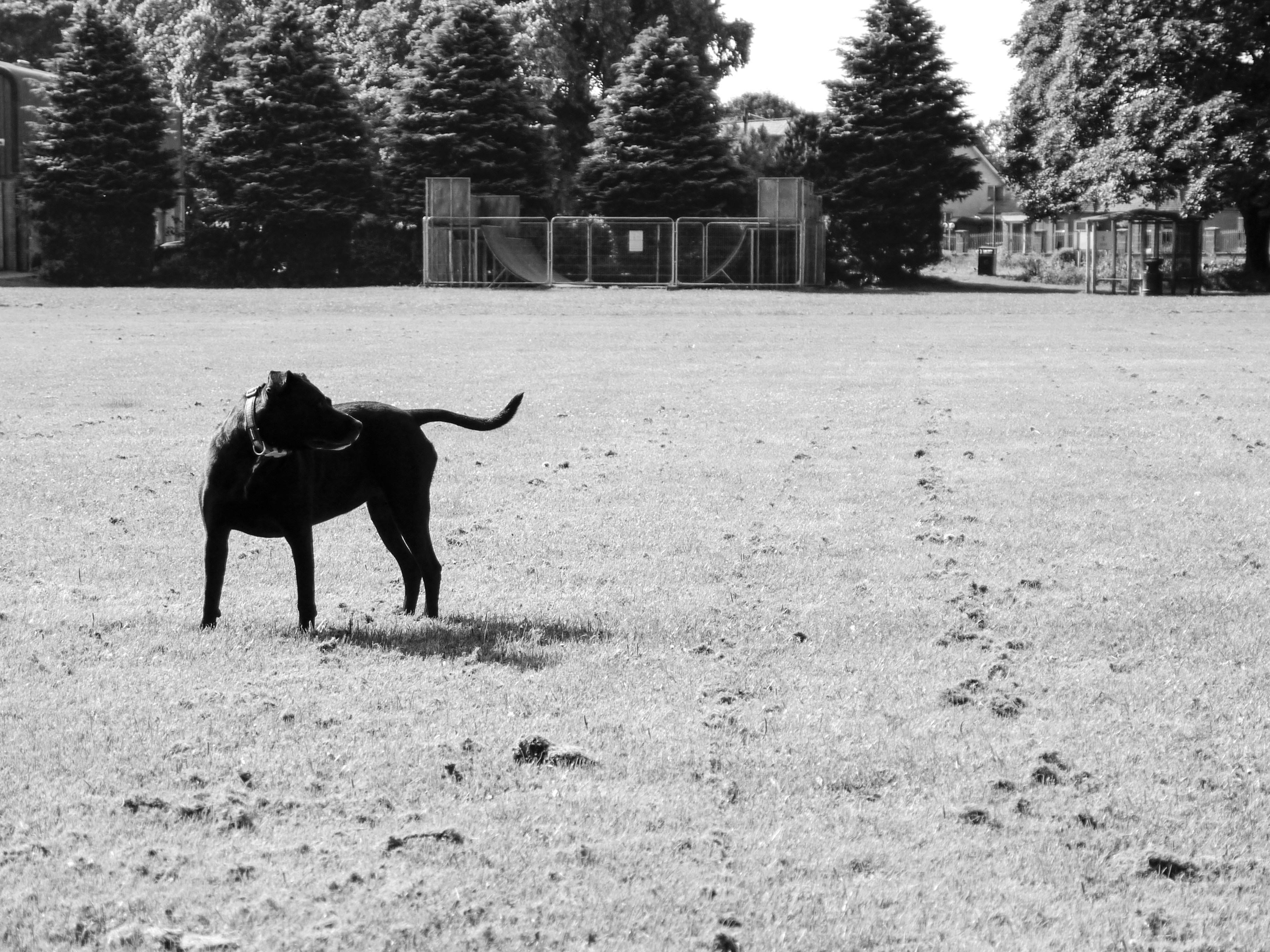 Black Dog in an Open Park Under Overcast Sky