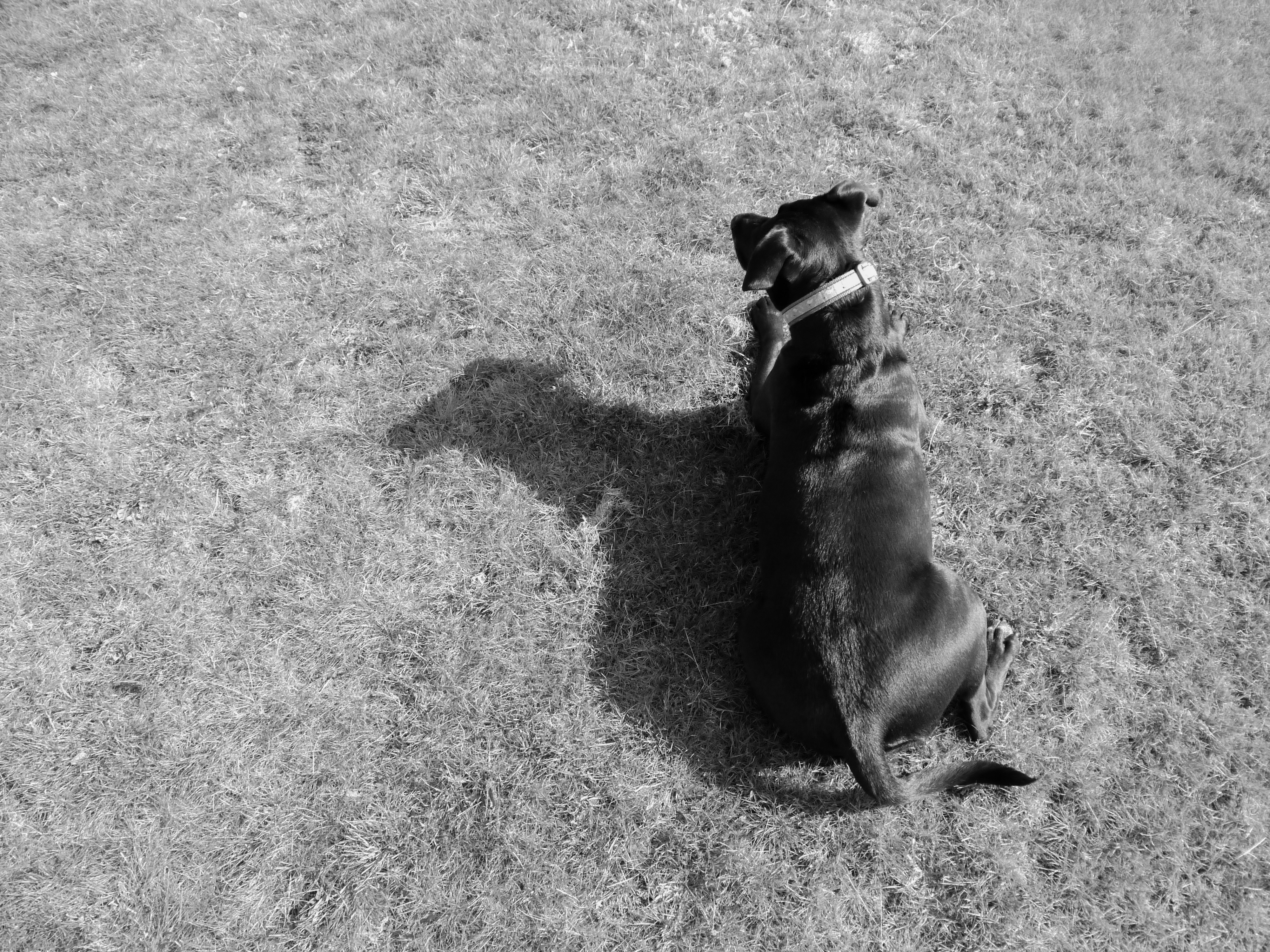 Rover on Patrol: A Dog's Silhouette Against Parched Grass