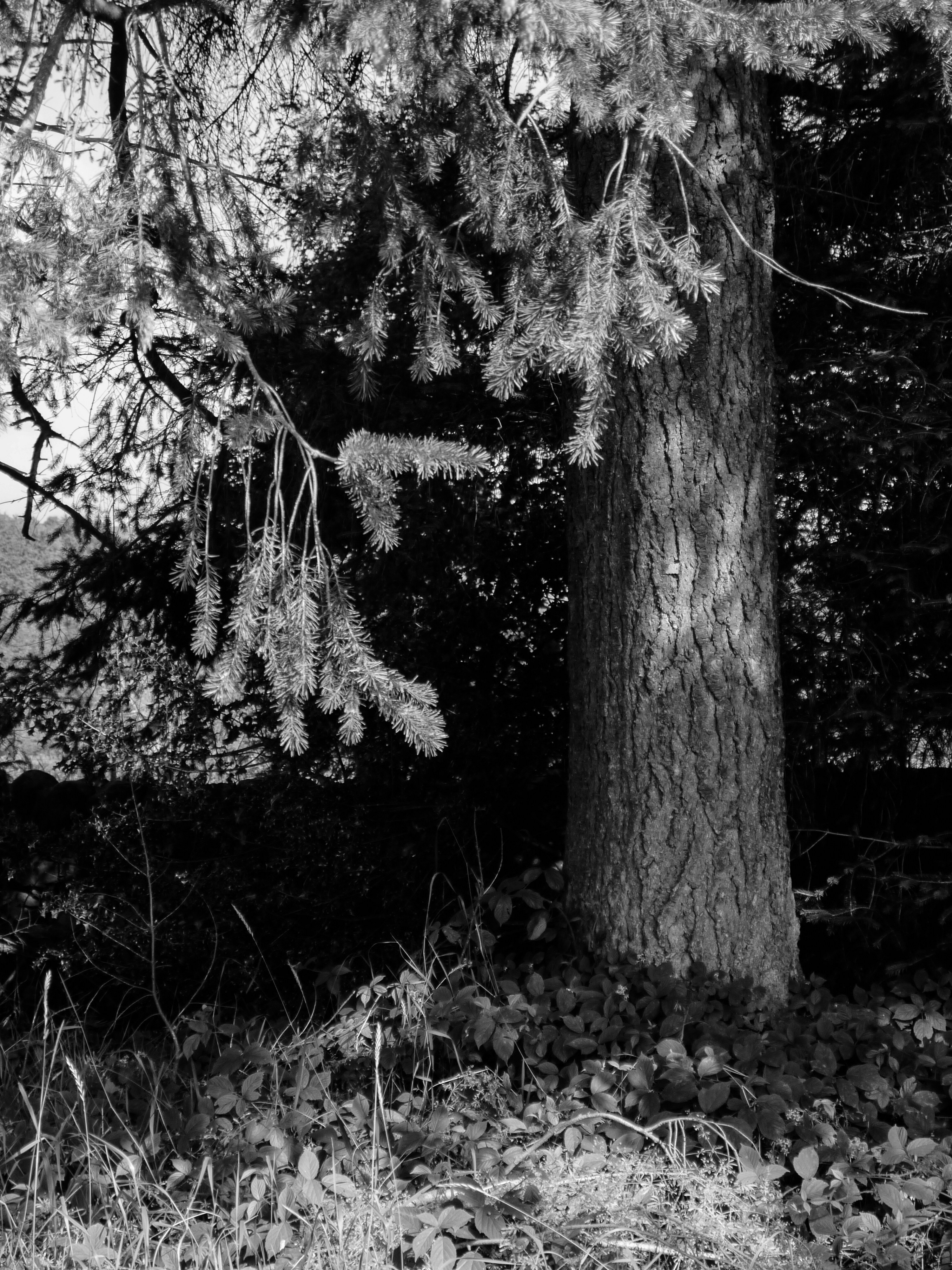 Monochrome Sentinel: A Cedar Trunk Framed by Fronds