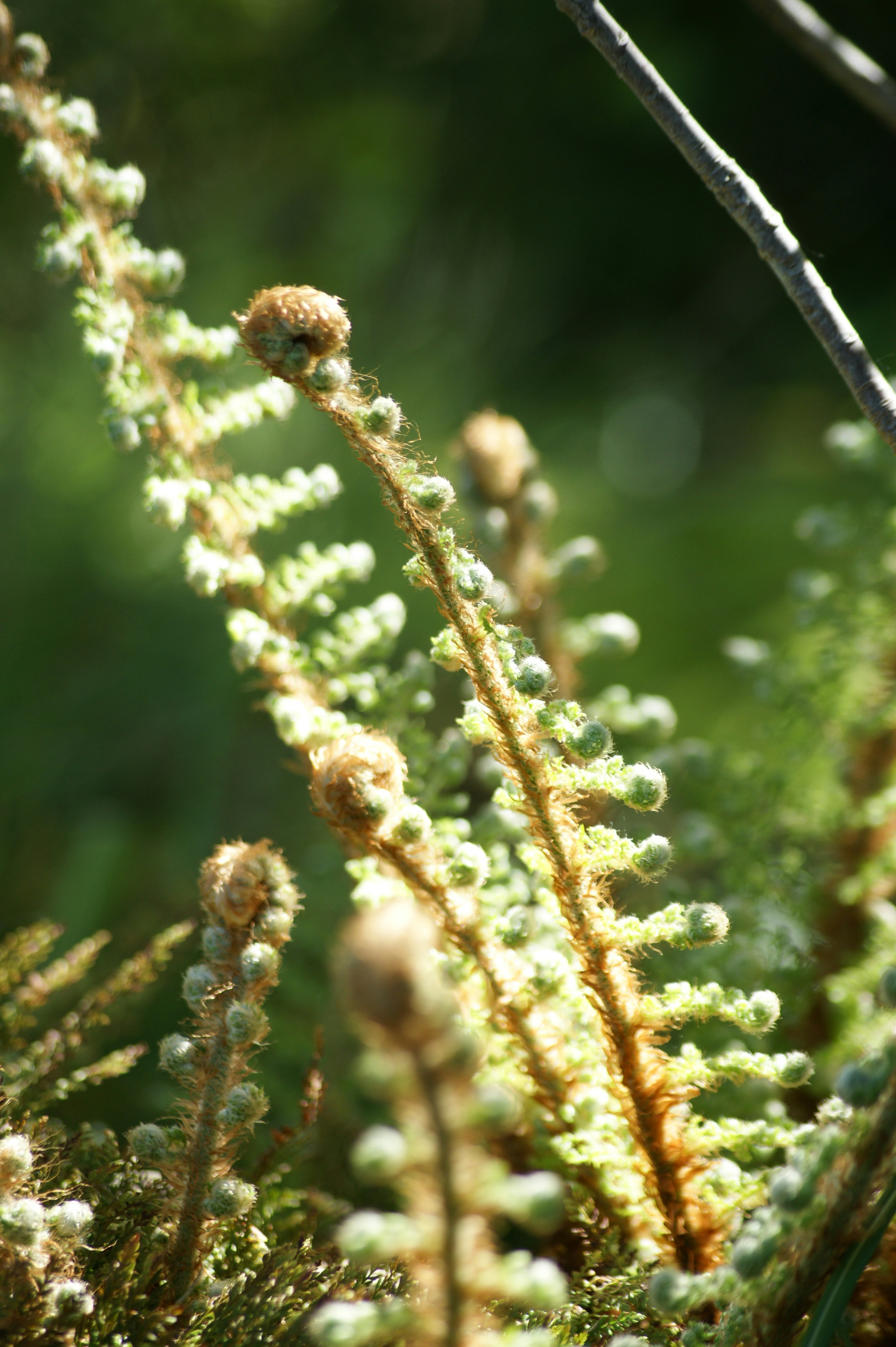 Sunlit Fern Spore Chains in a Quiet Meadow