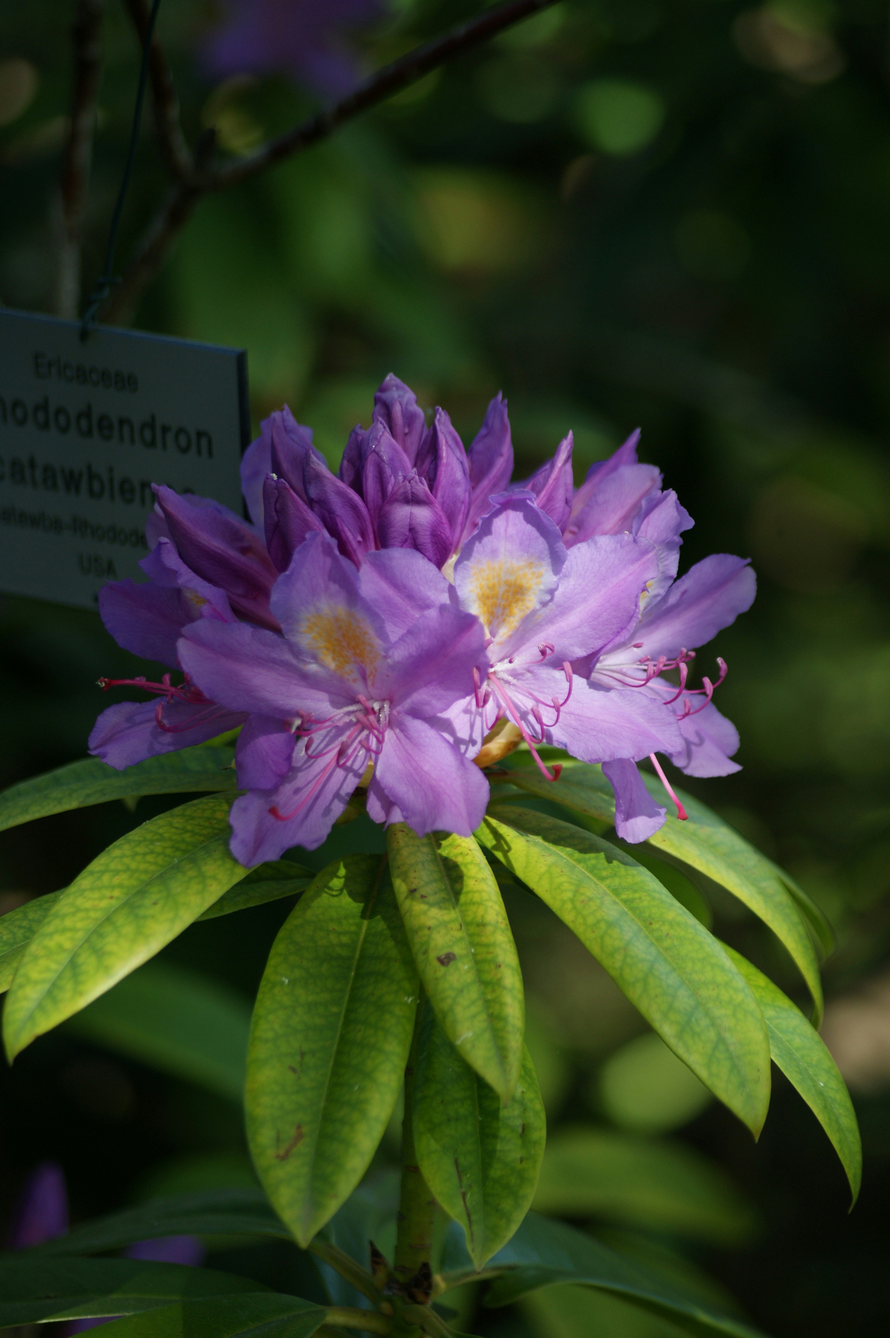 Purple Rhododendron Blossom Centerstage