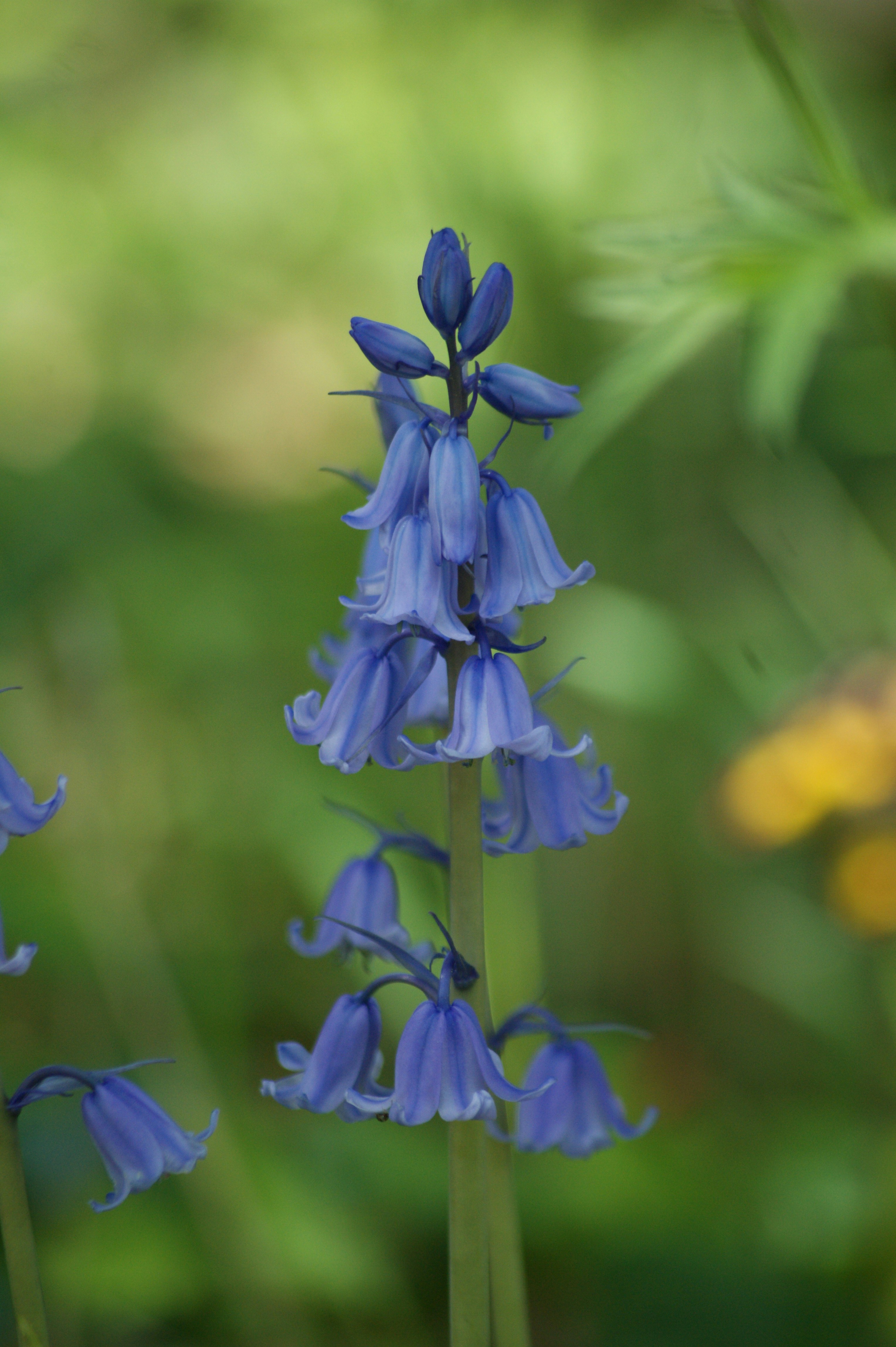 Bluebell Spike in Soft Afternoon Light