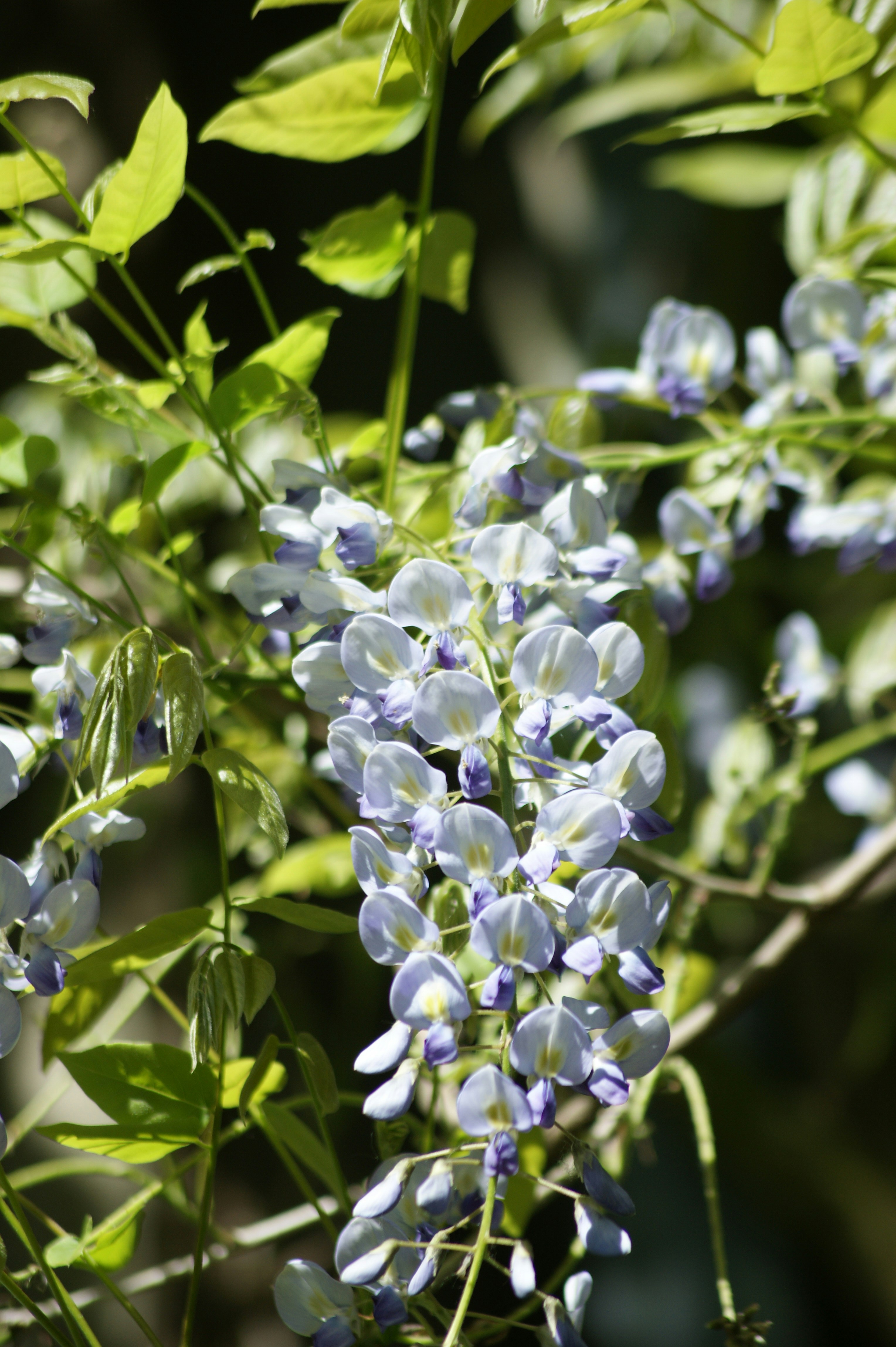 Cascade of lilac blossoms slipping through sunlit green tendrils