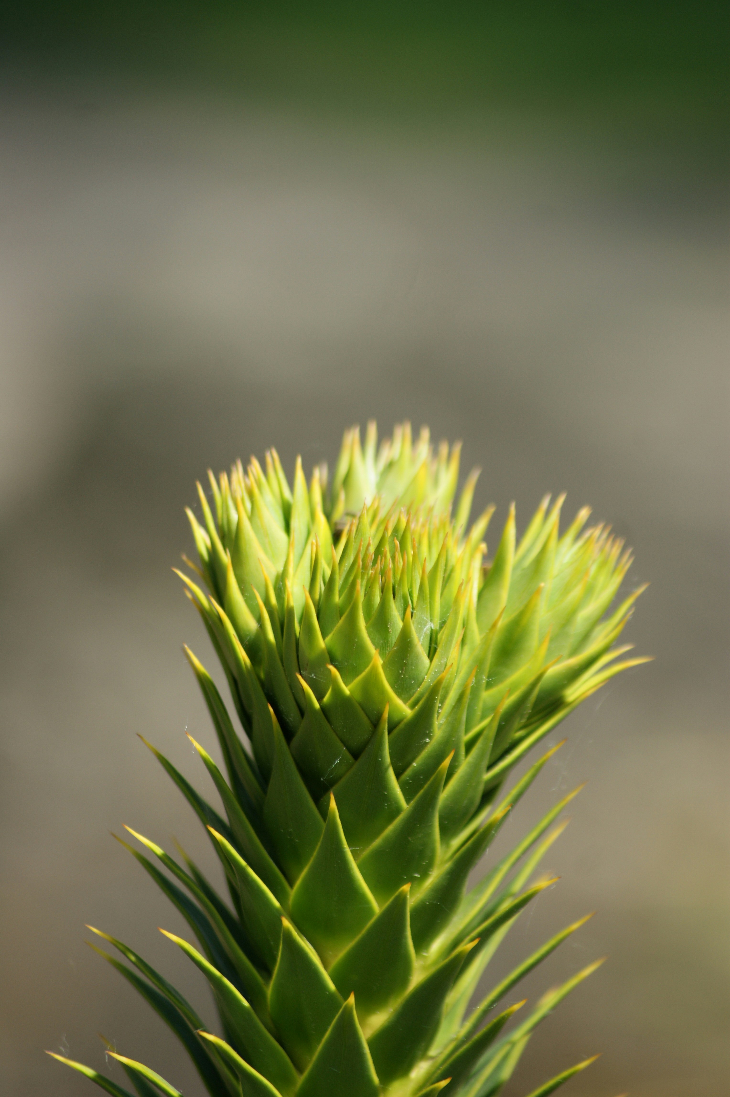 Emerald Spike: a close-up of a succulent bloom rising from the stalk