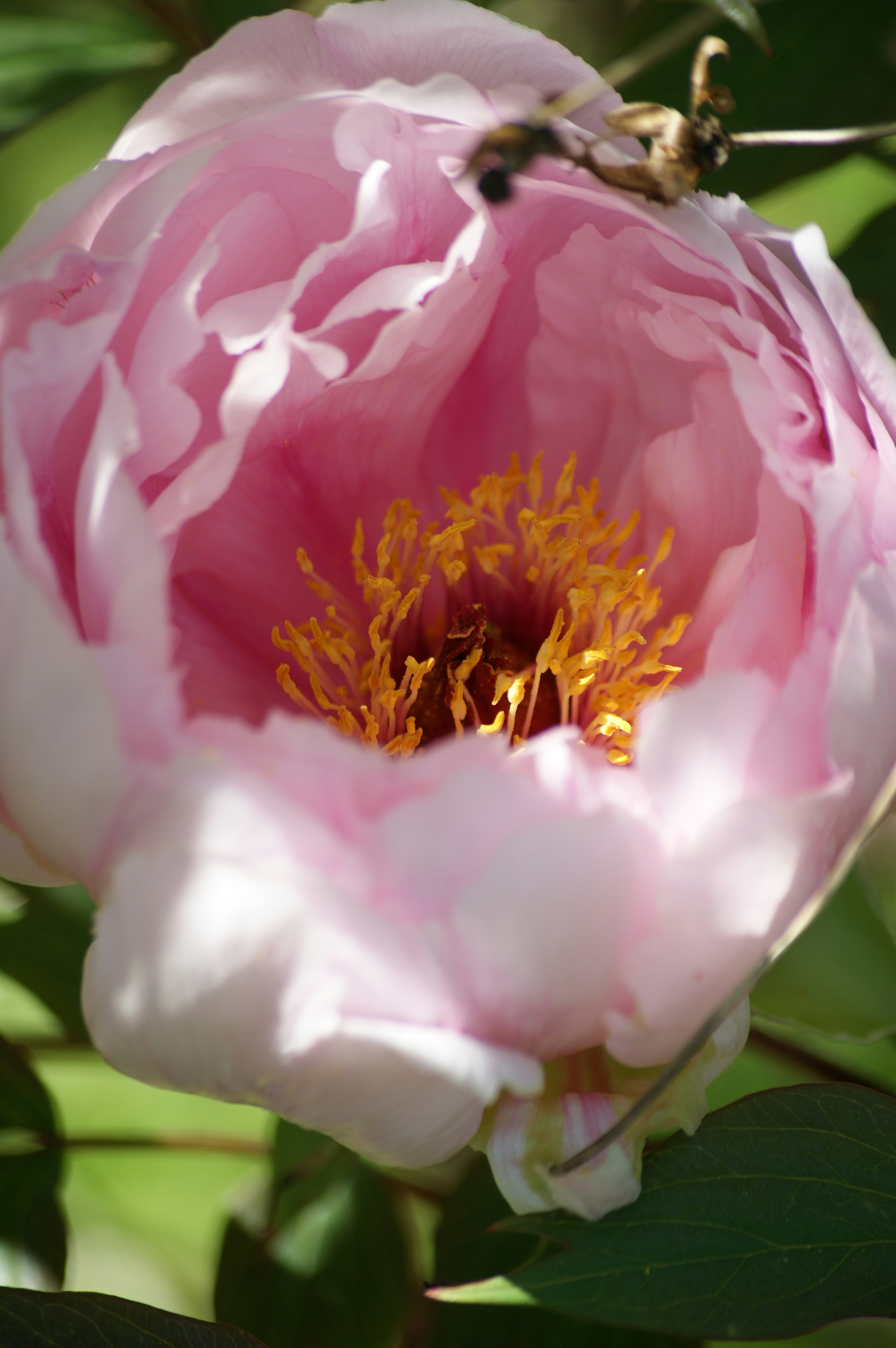 Petal Fire: a Close-Up of a Soft Pink Peony in Bloom