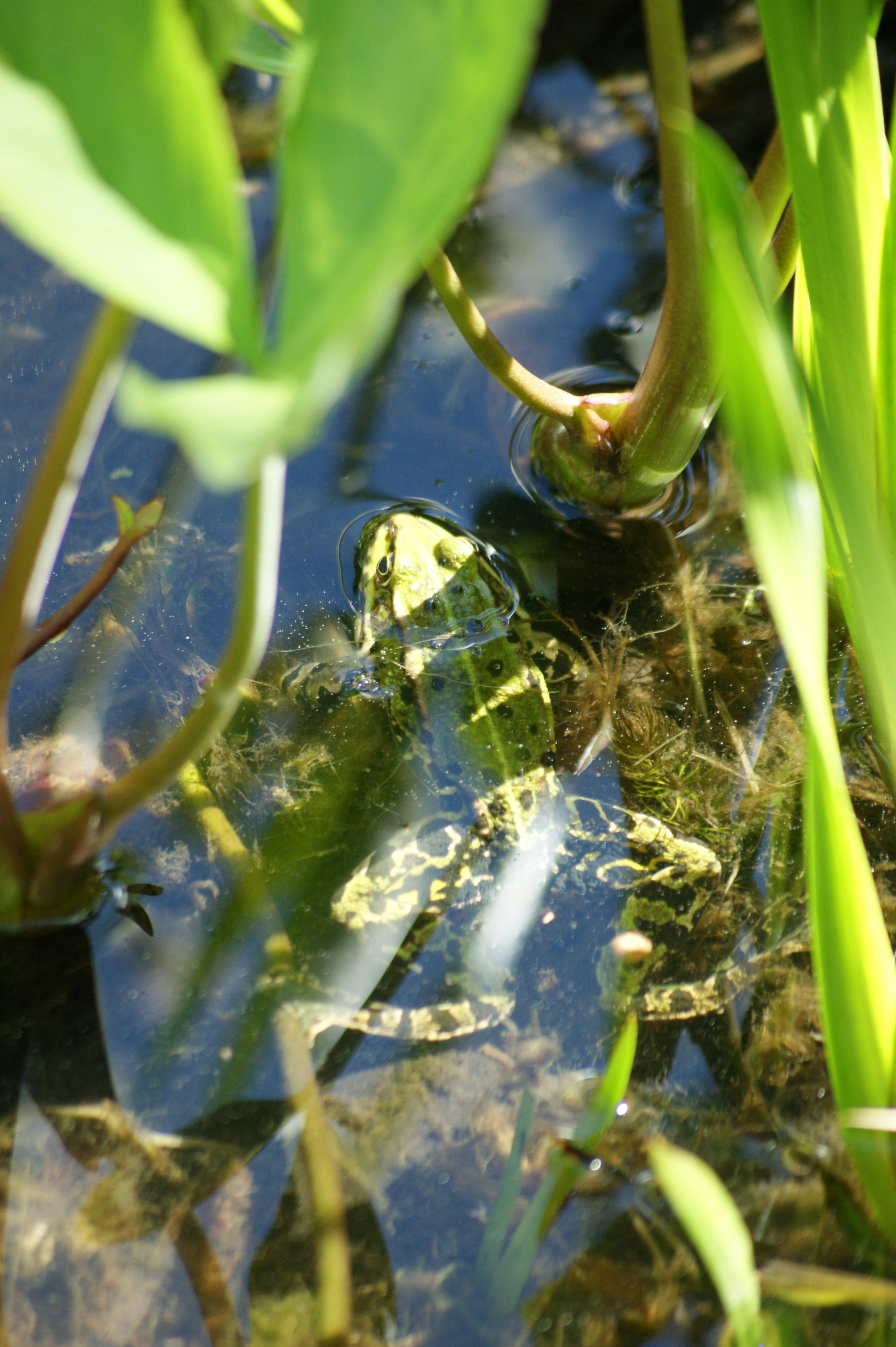 Shades of Green in Quiet Reeds