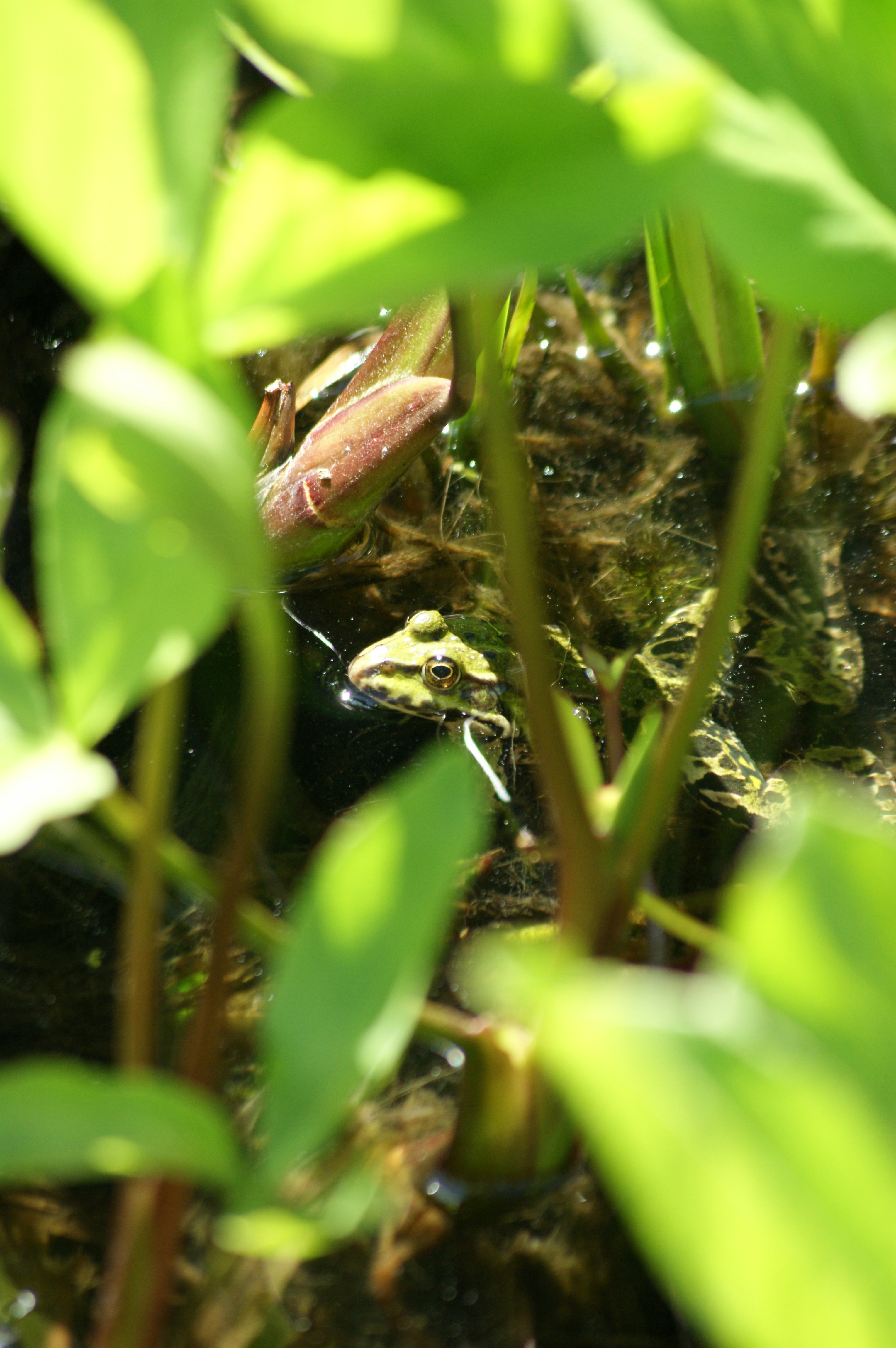 Small green frog emerges from water among aquatic plants, its eye catching a viewer; a close-up of a frog in a pond with surrounding leaves and stems. Logo/illustration not present.