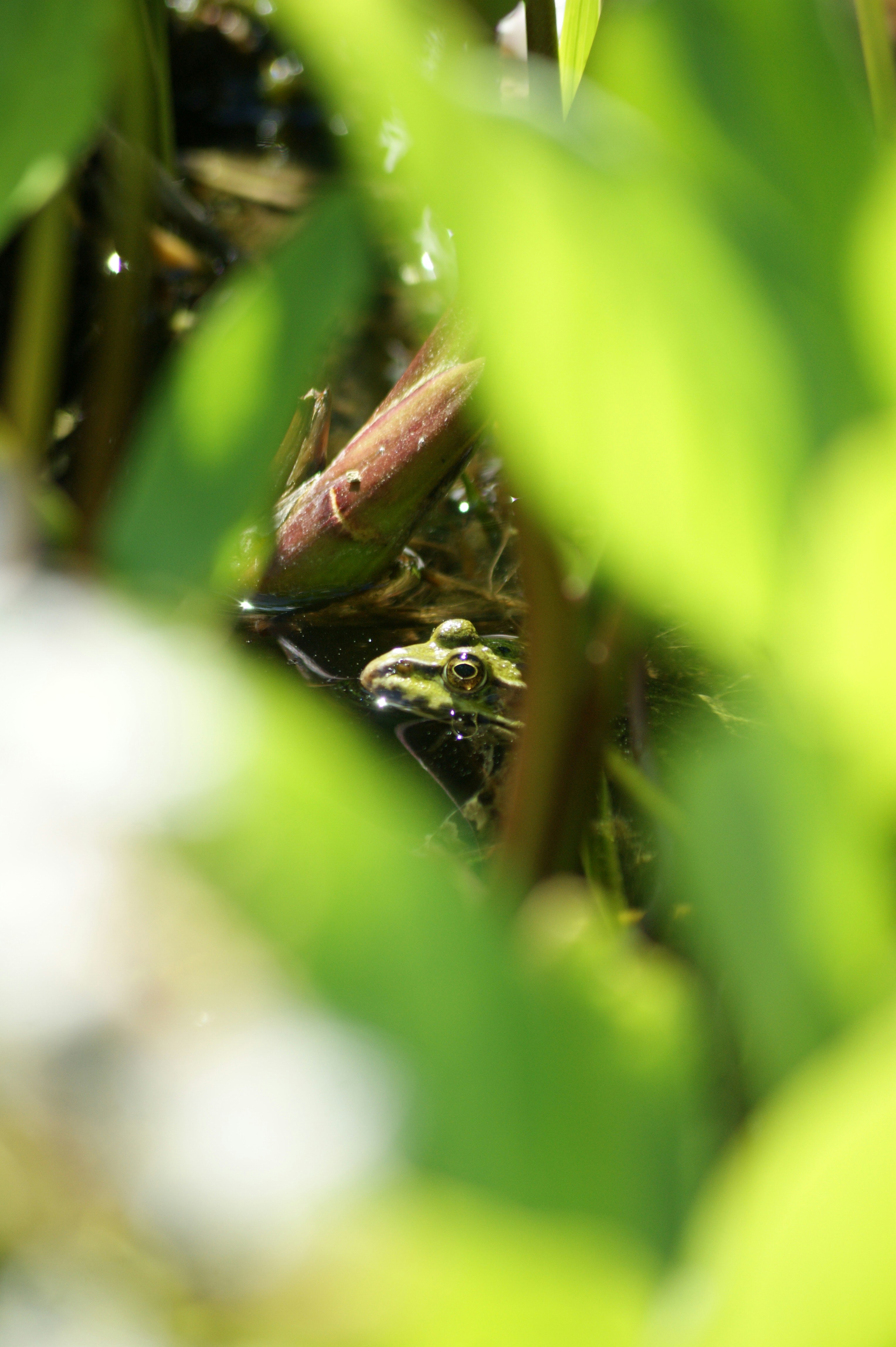 Emerald Watcher Among the Leaves
