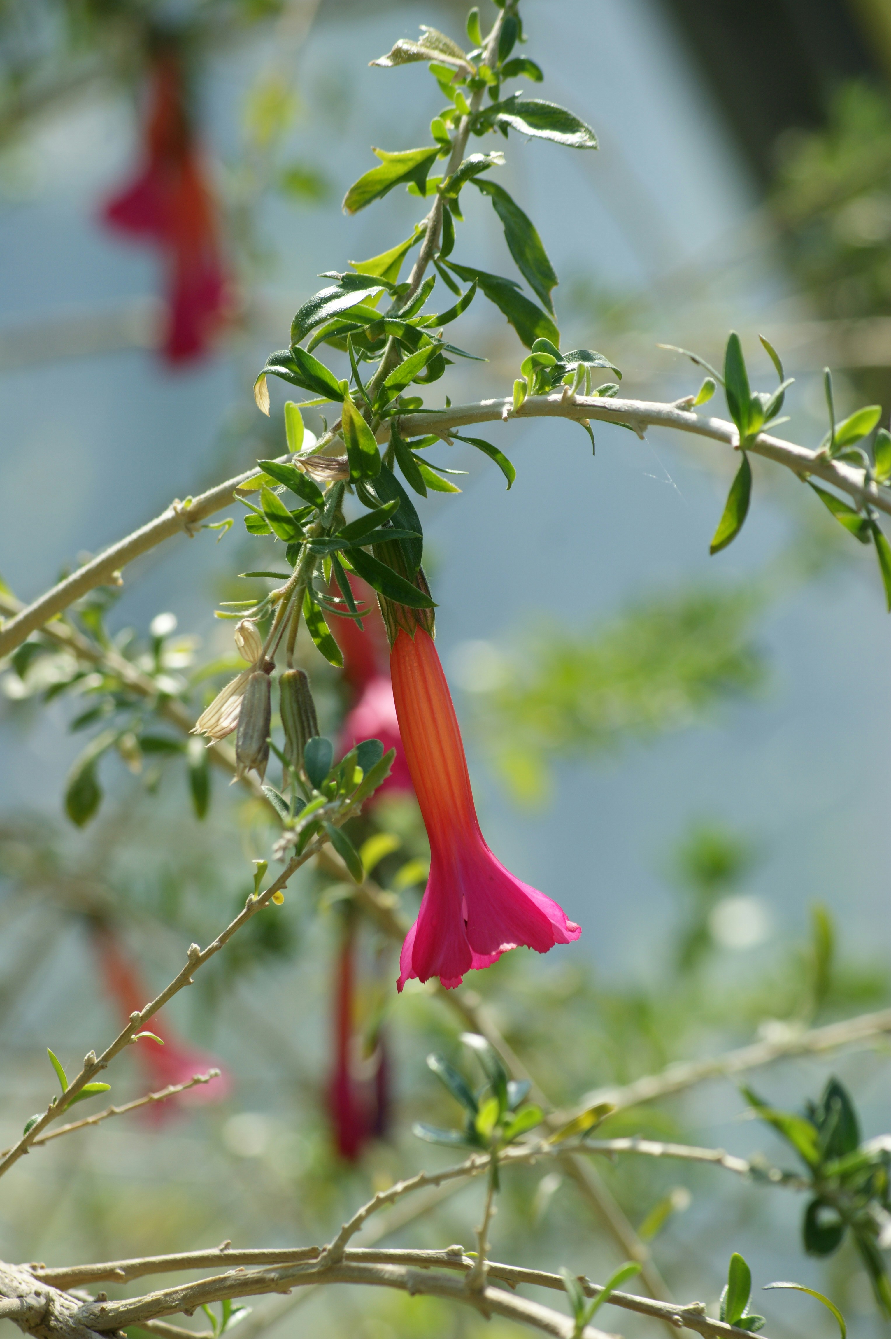 Pink Horn-of-Plenty: A Close-Up of a Hanging Fuchsia Blossom