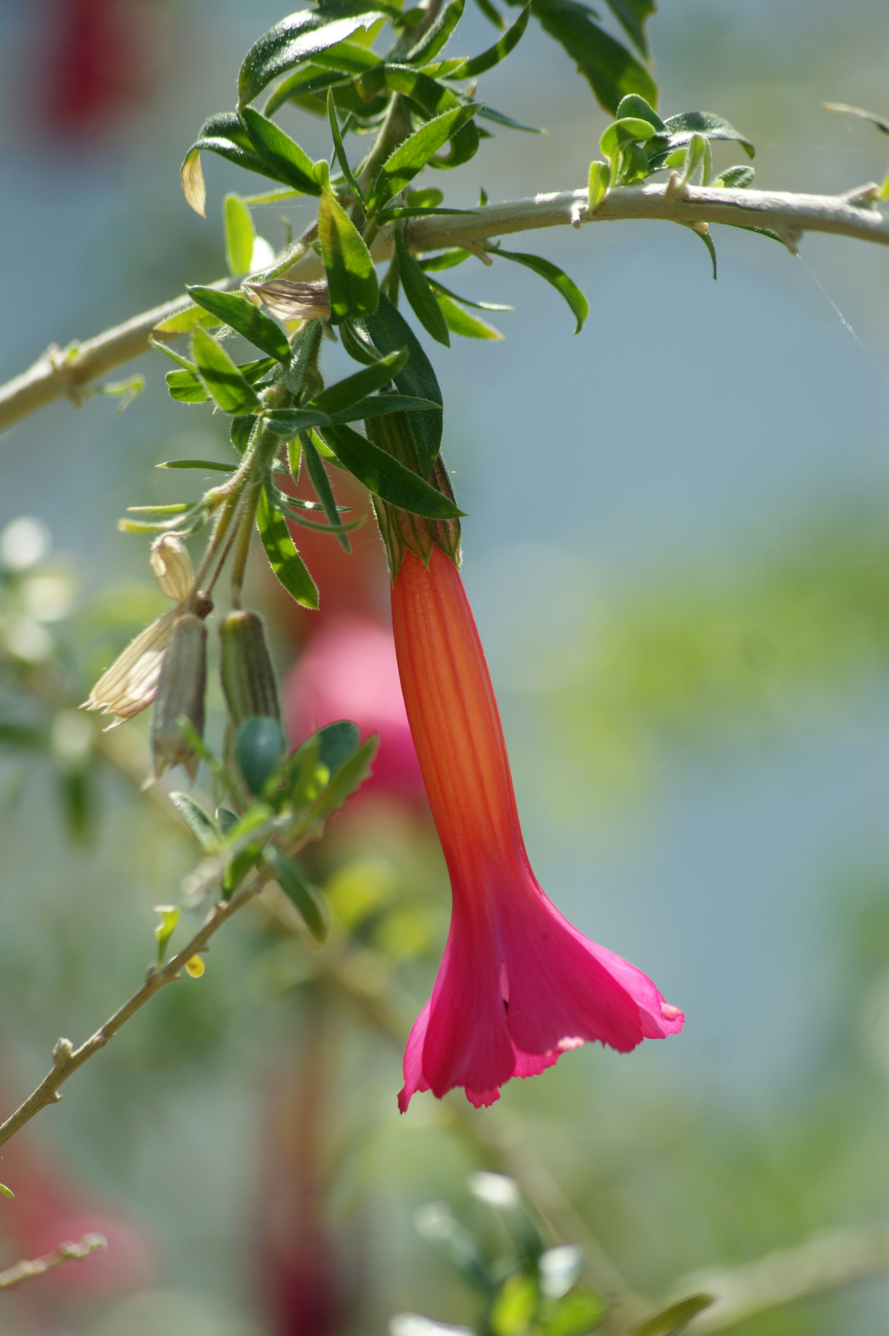 Crimson Trumpet Bloom Dangling from a Sunlit Vine