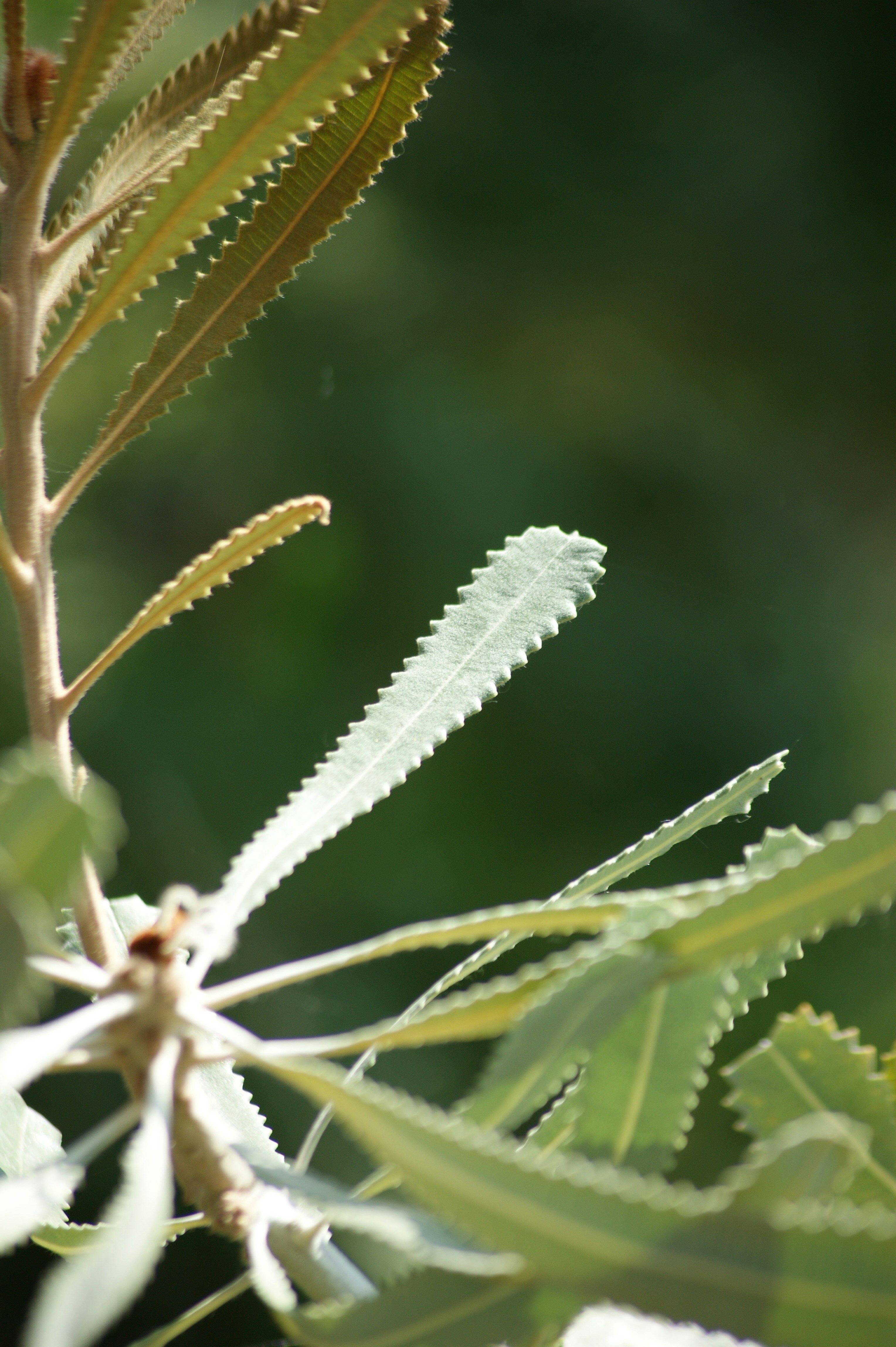 Close-up of slender serrated leaves bathed in soft backlight, with a blurred green background.
