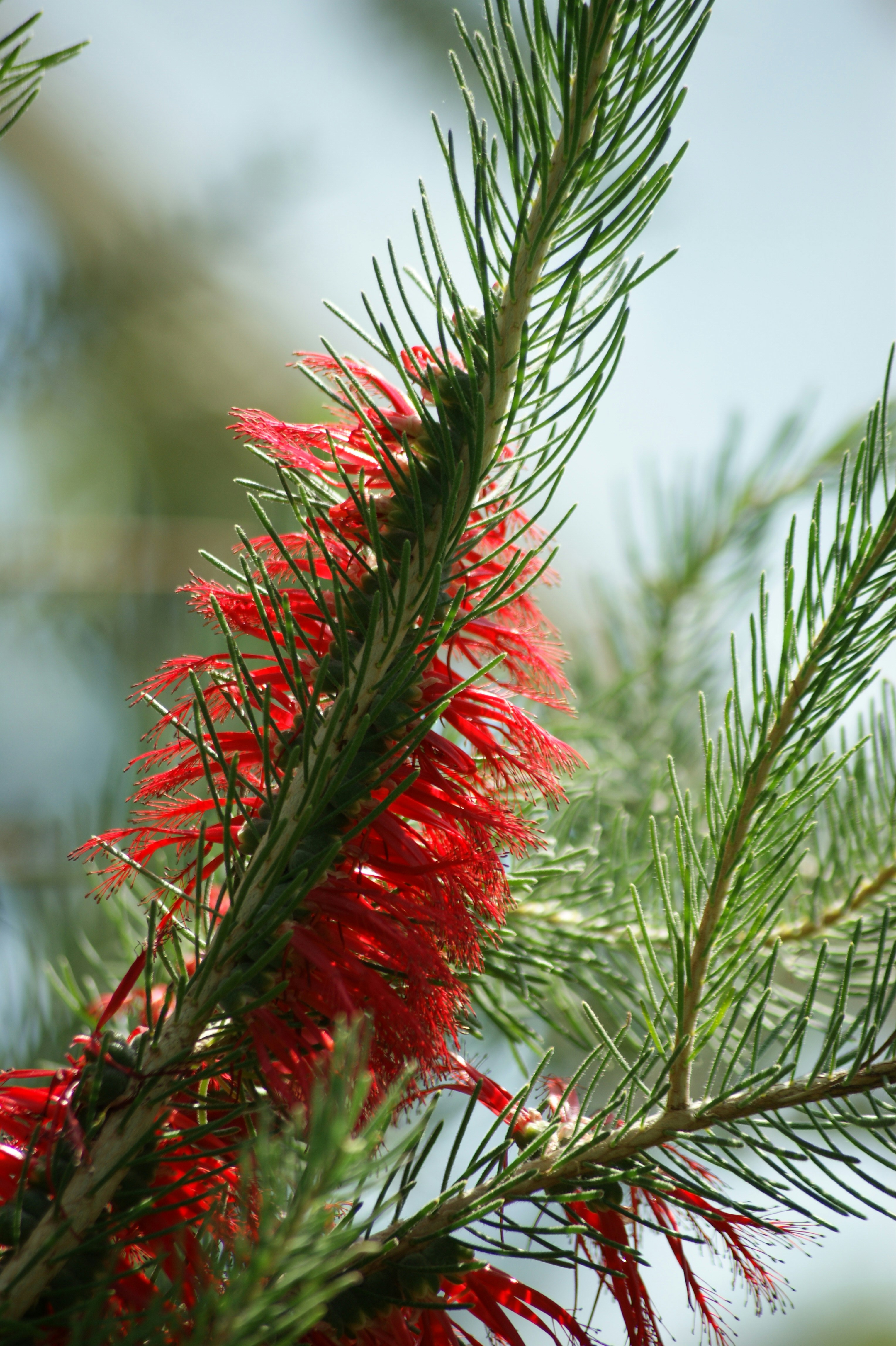 Crimson Silk on Pine: Close-Up of a Red Bottlebrush Bloom