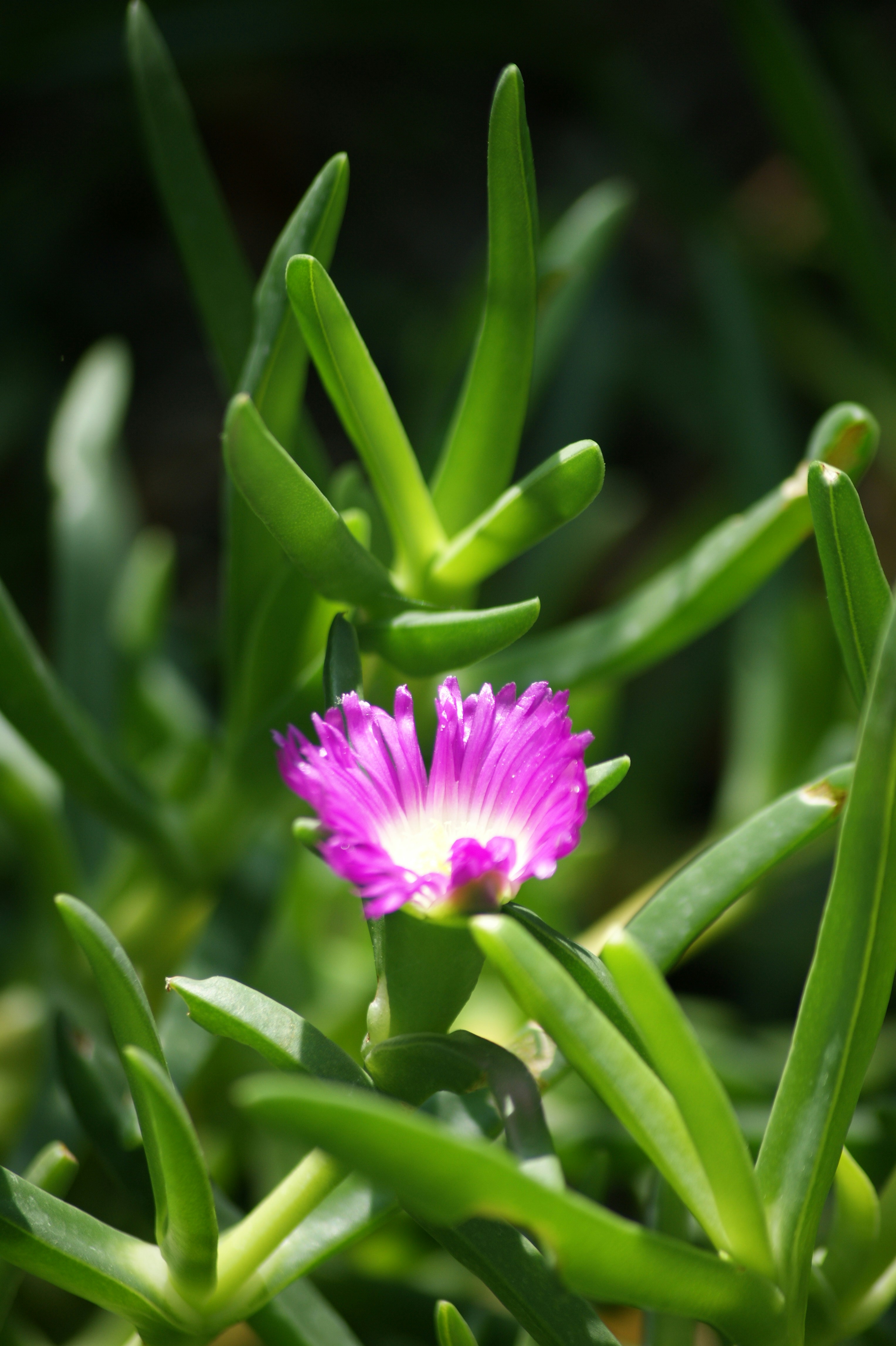 Purple bloom peeking through green blades