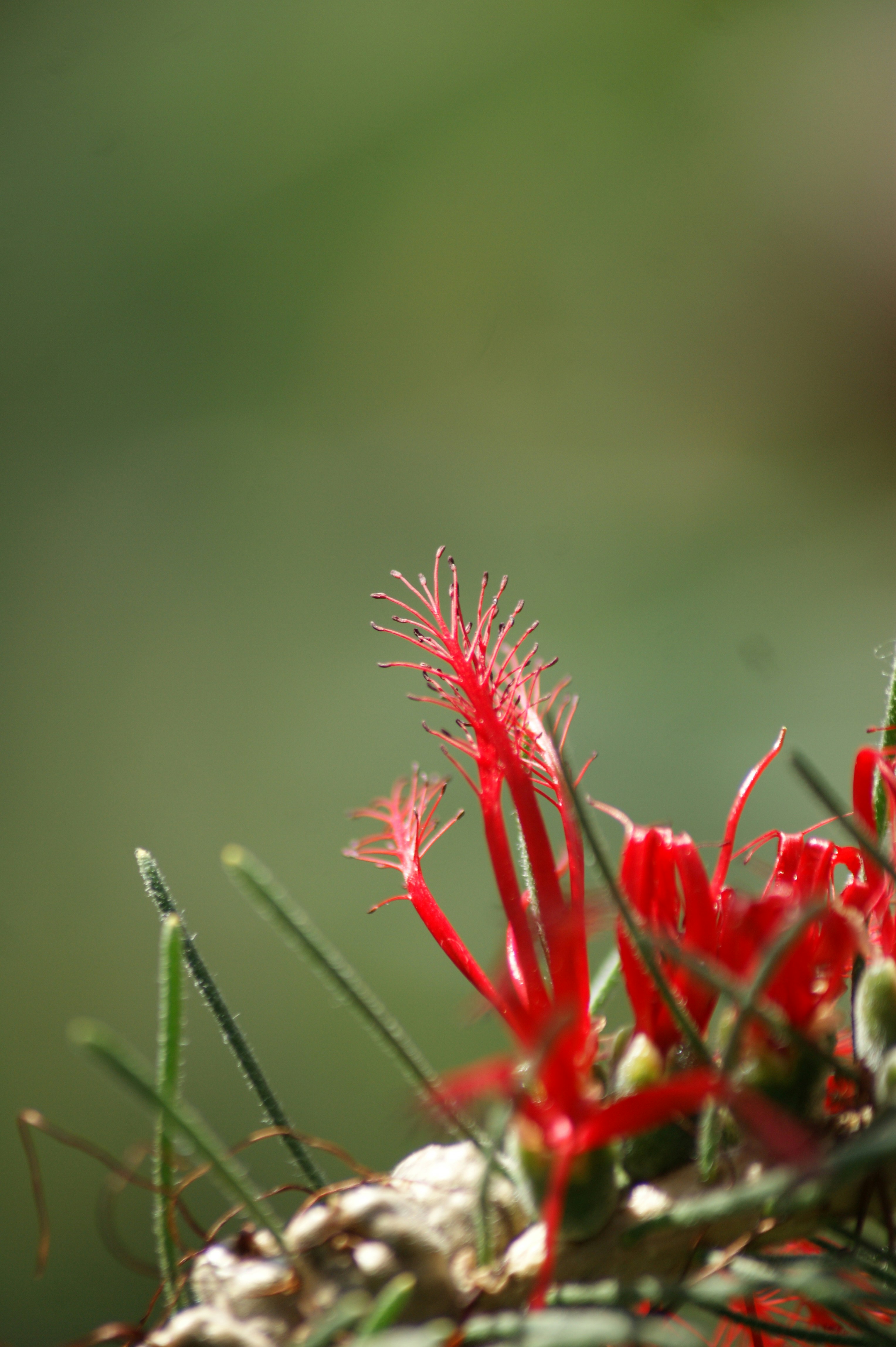 Close-up of red carnivorous pitcher-like flowers with slender spines in a natural setting; shallow depth of field emphasizes the foreground blooms while the background is blurred.
