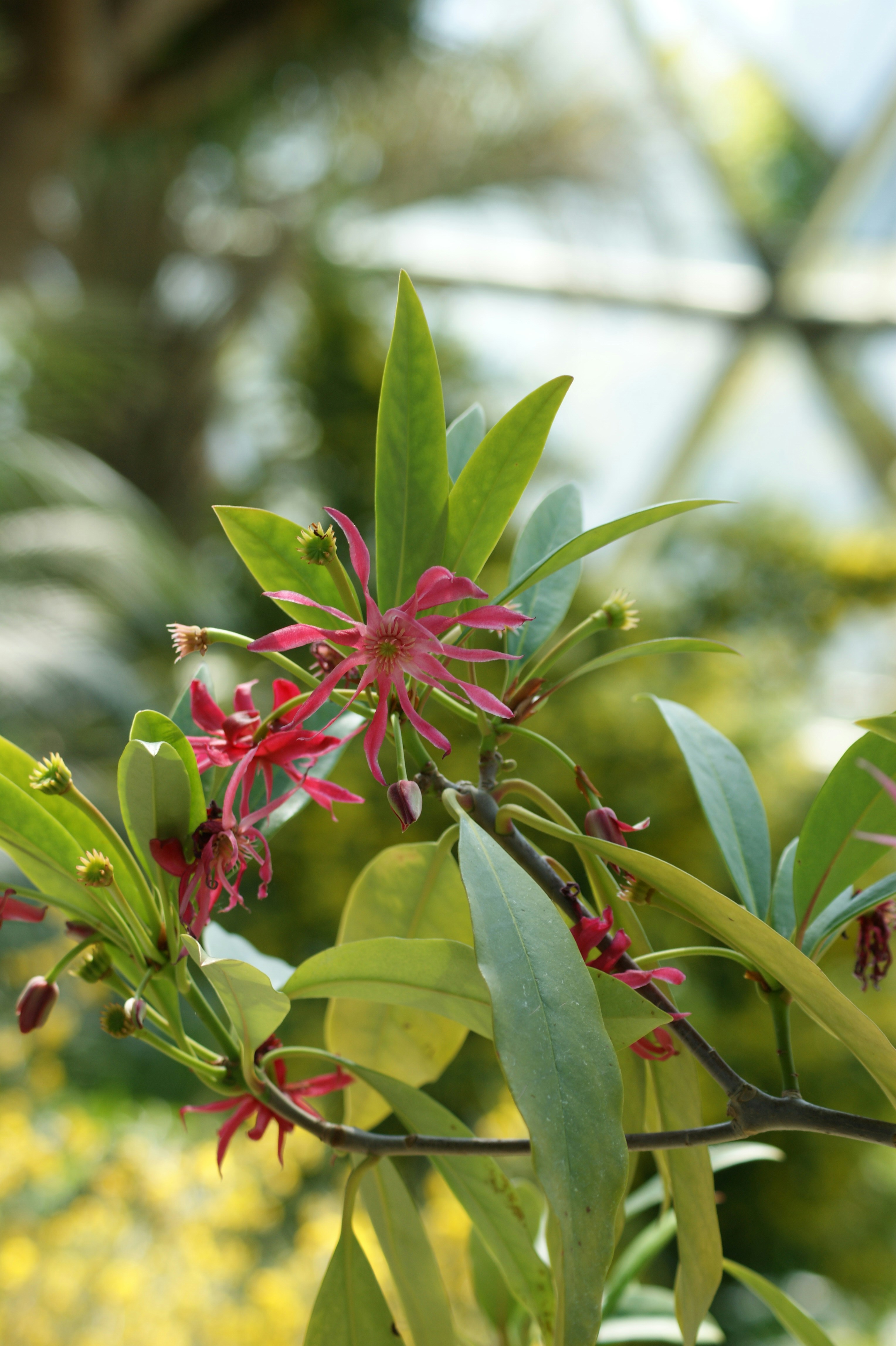 Crimson Bloom in a Glasshouse