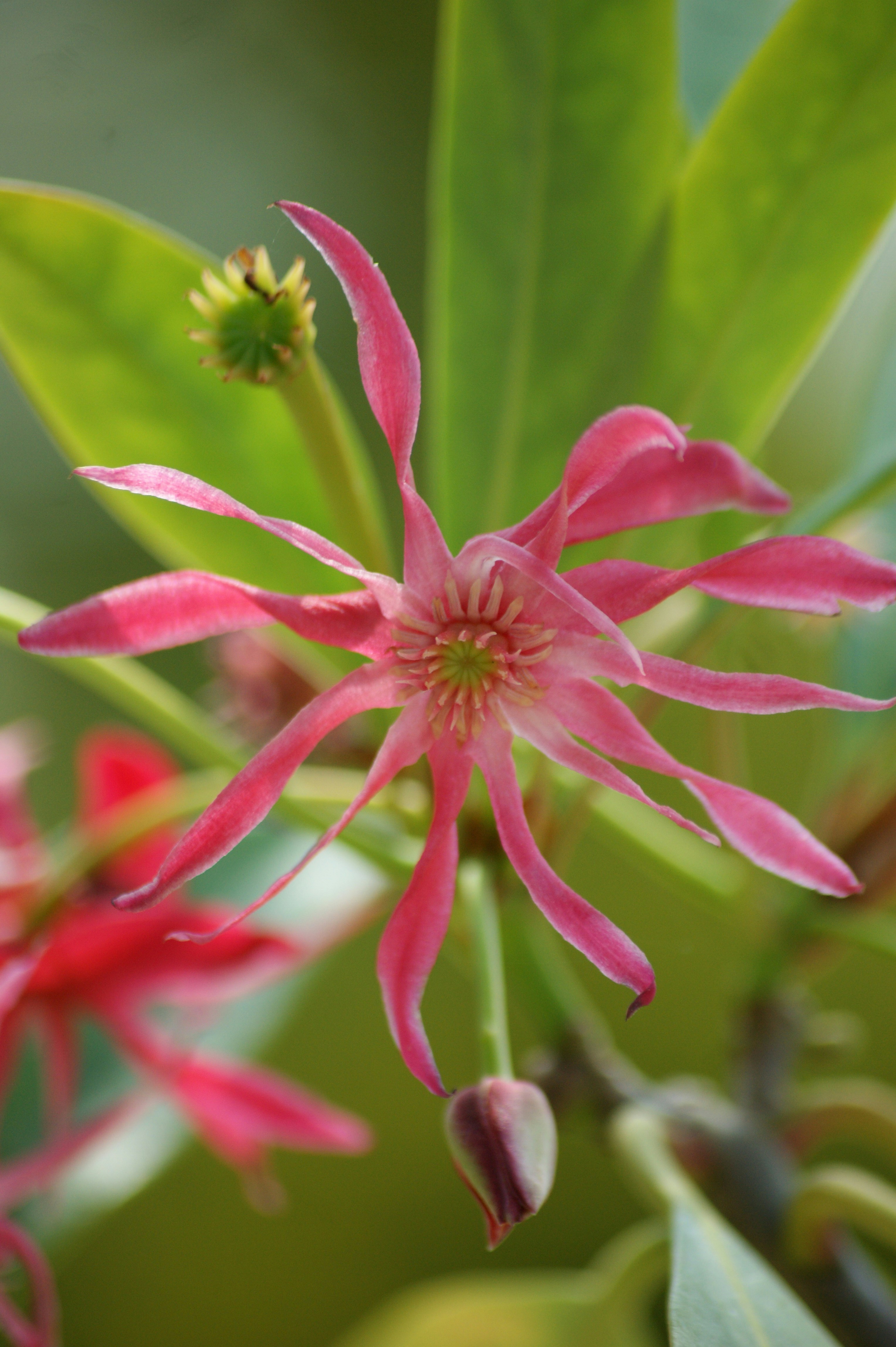 Close-up of a pink star-shaped flower with slender petals, set against a soft green background; the composition highlights the flower as the focal point with gentle bokeh.