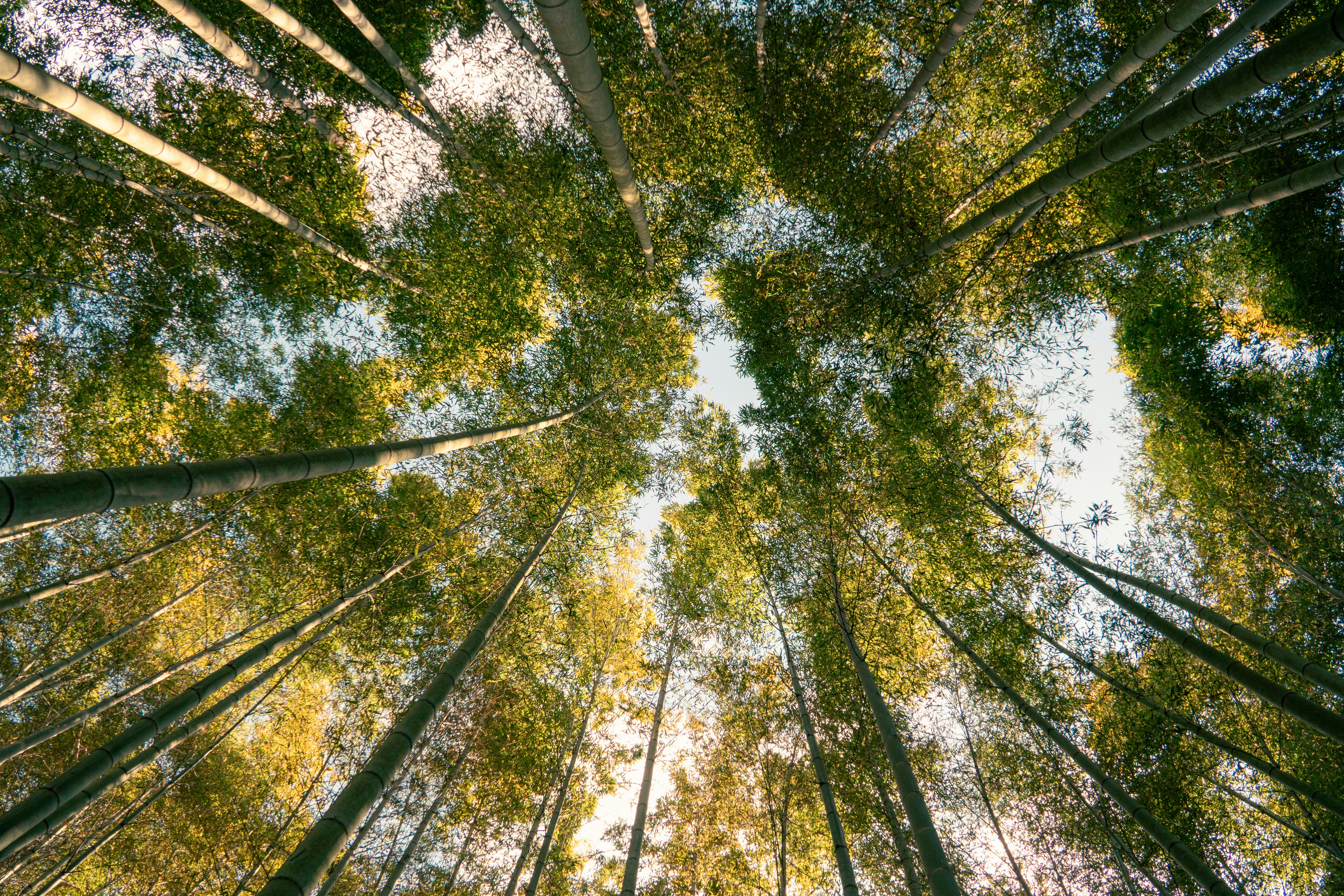 Towering Sentinels: A Canopy of Converging Pines