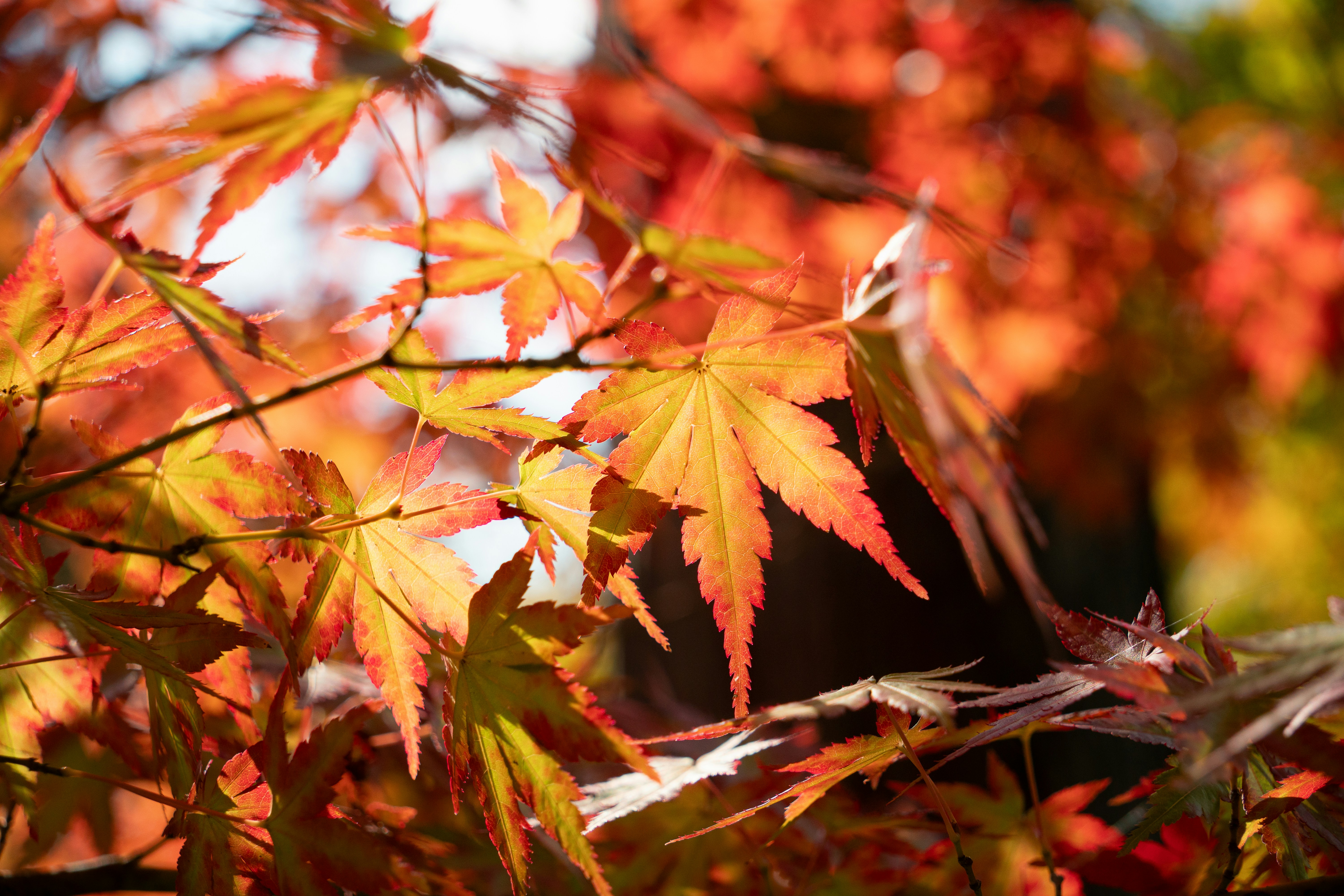 Crimson Maple Mosaic: A Burst of Autumn Light