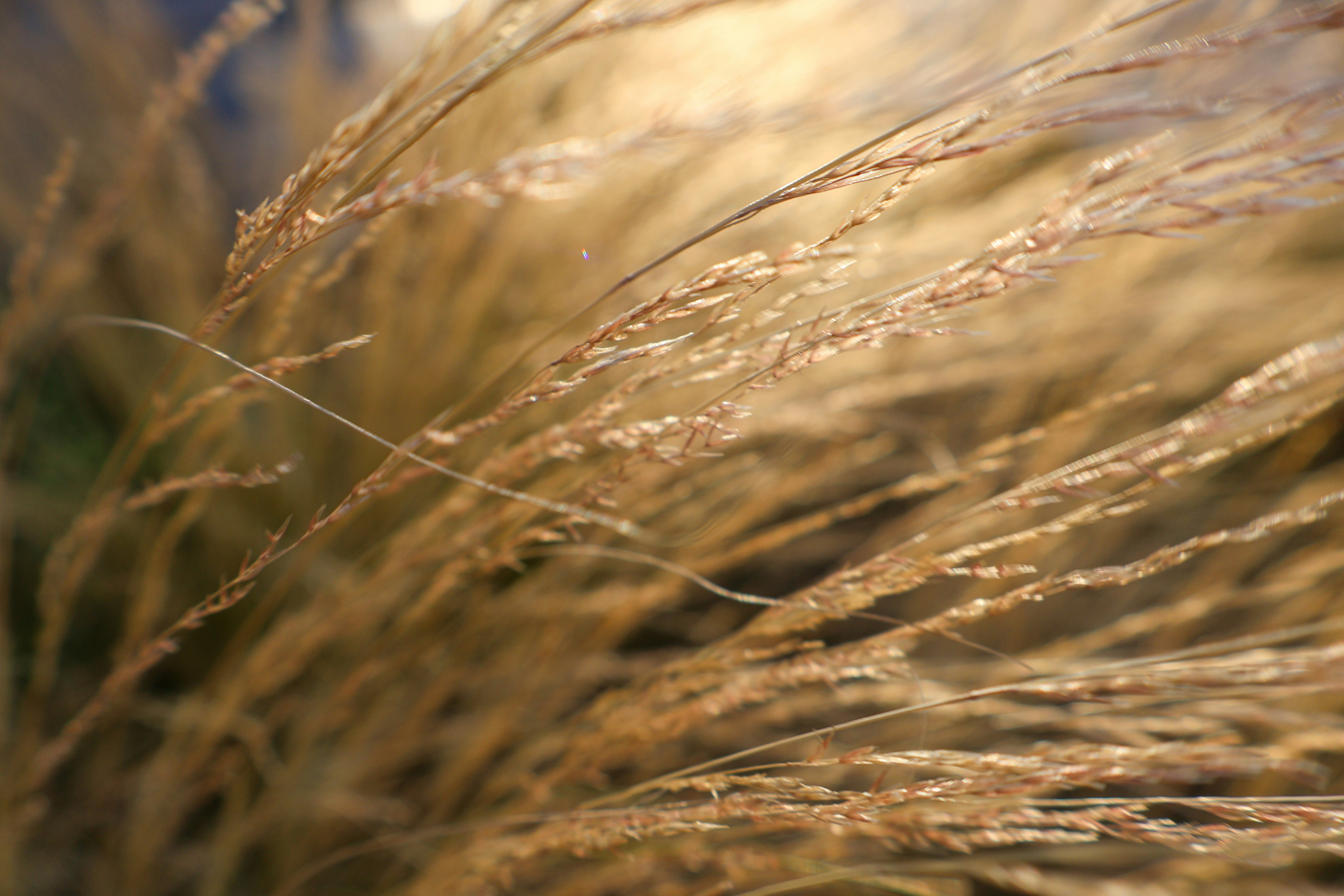 Golden grasses sway in a sunlit field, close-up with soft bokeh and shallow depth of field, capturing natural texture.