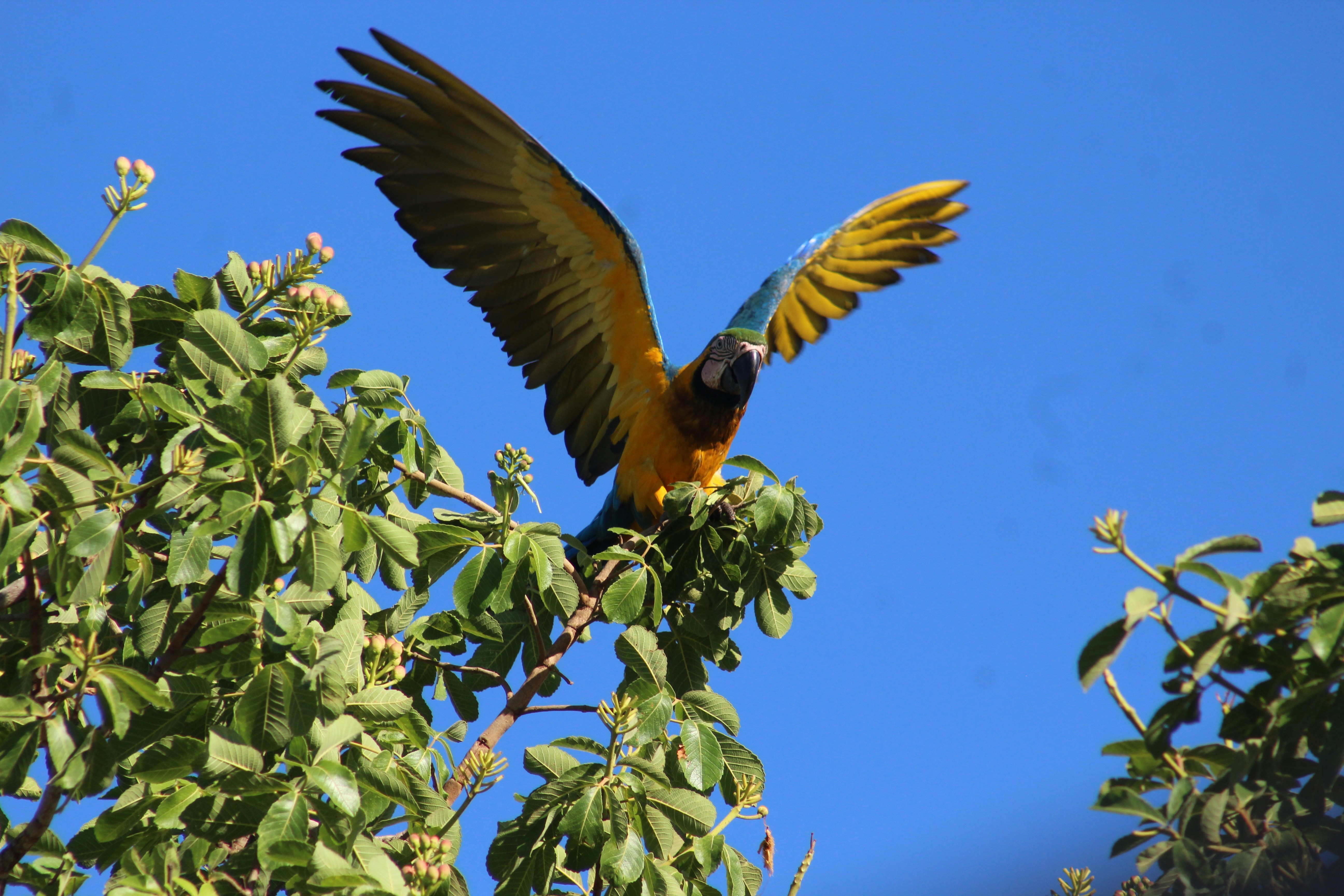 Royal Glider in Blue: A Parrot Above the Leaves