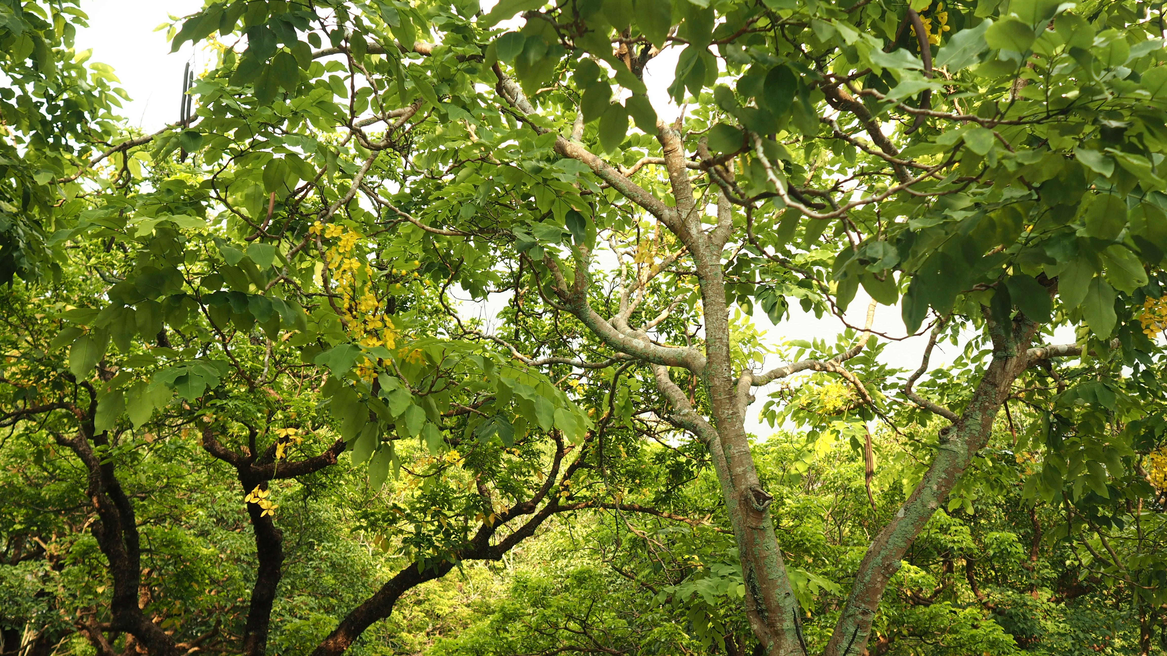 Sunlit Canopy: A Quiet Moment among Green Arches