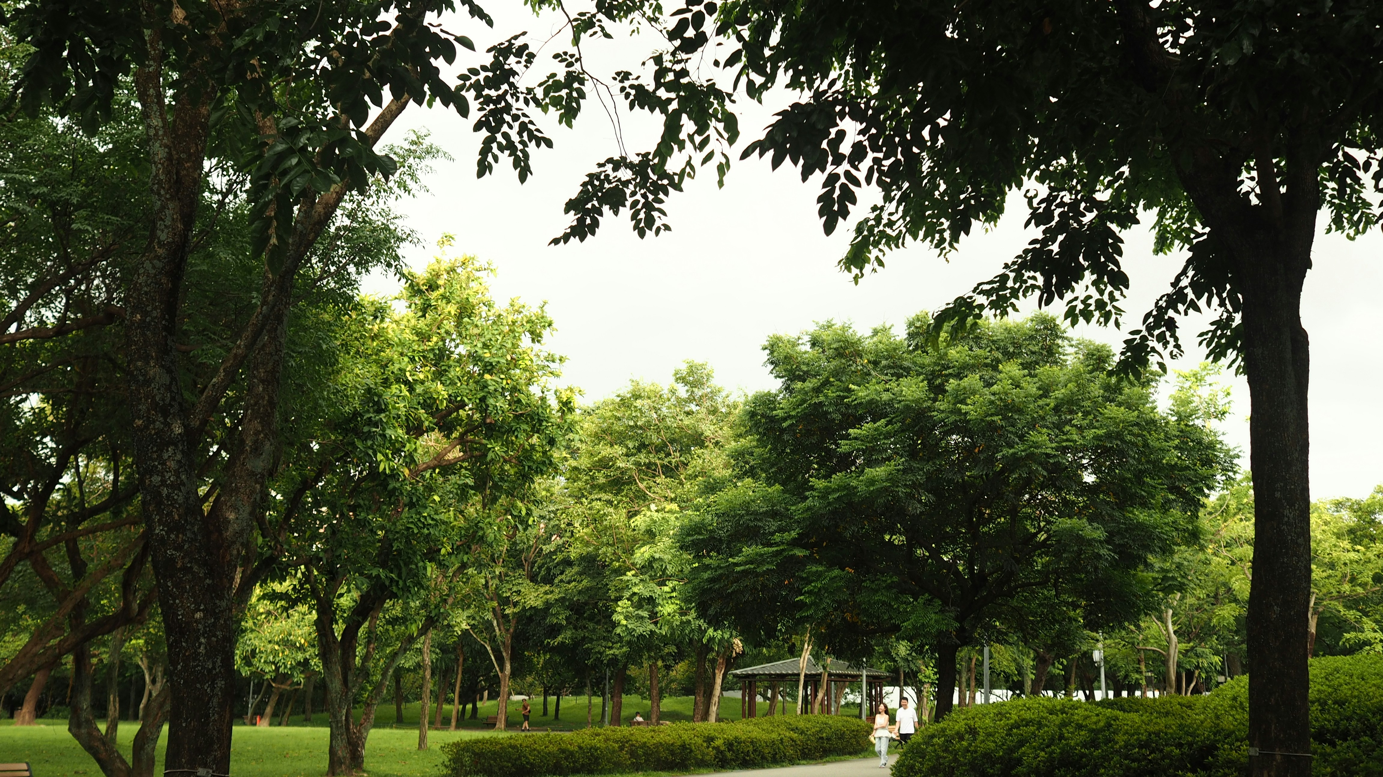 Shade and Steps: A Park Scene Under Leafy Canopy