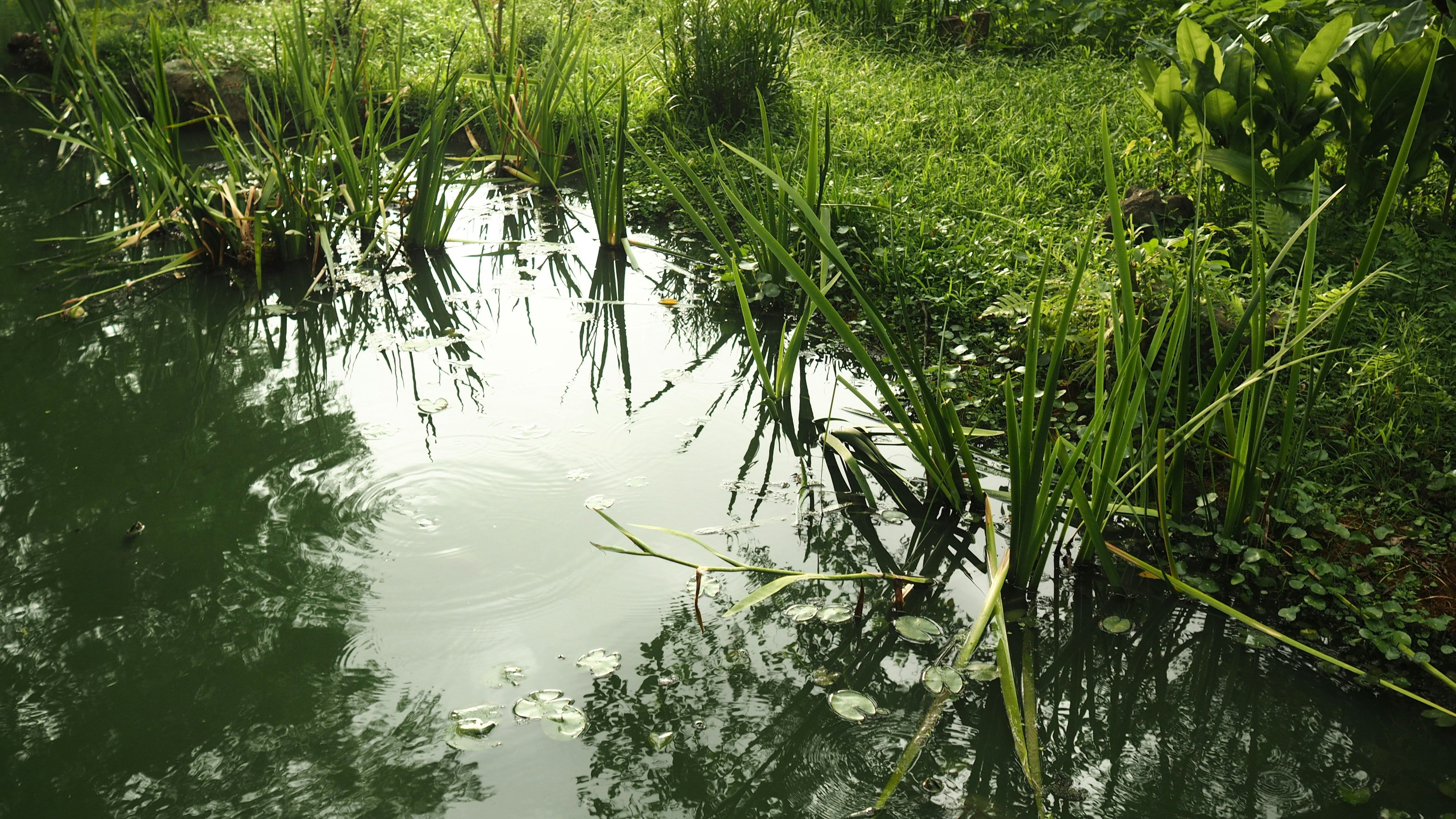 Calm Pond with Reeds and Reflections