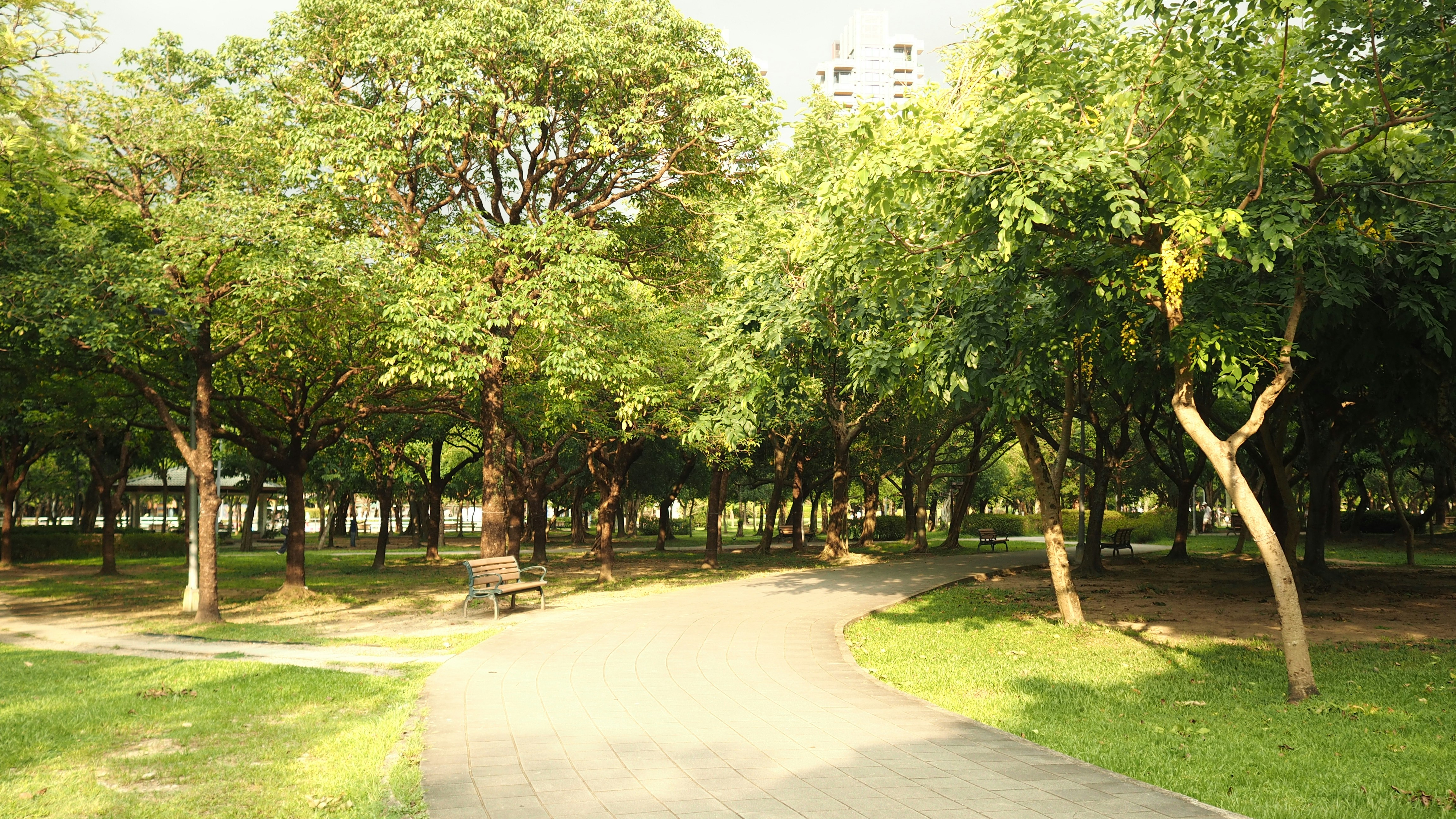 Sunlit Park Pathway: Quiet Odyssey Through a Canopy of Green
