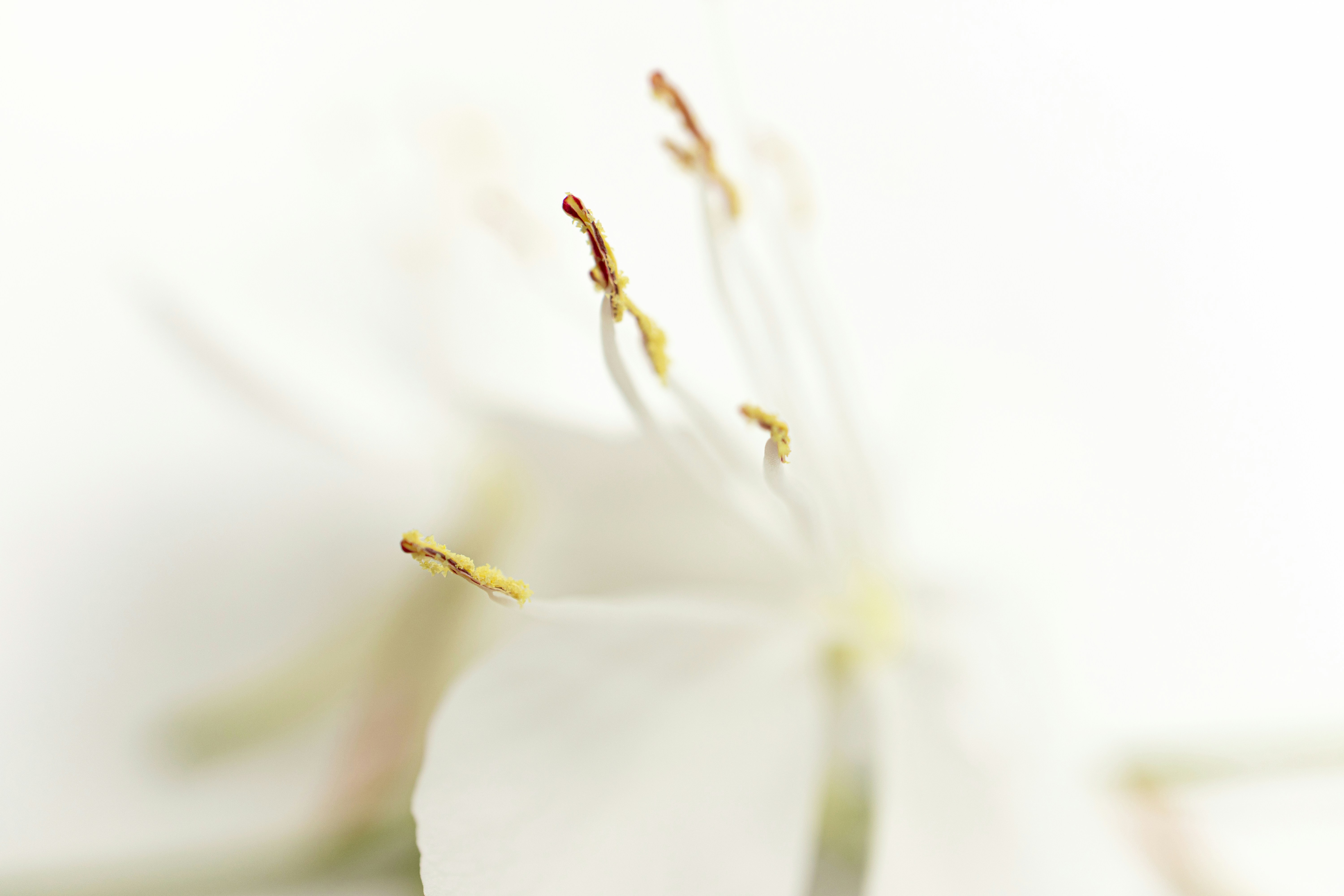 Whiterose Bloom: Stamen Secrets in Soft Light