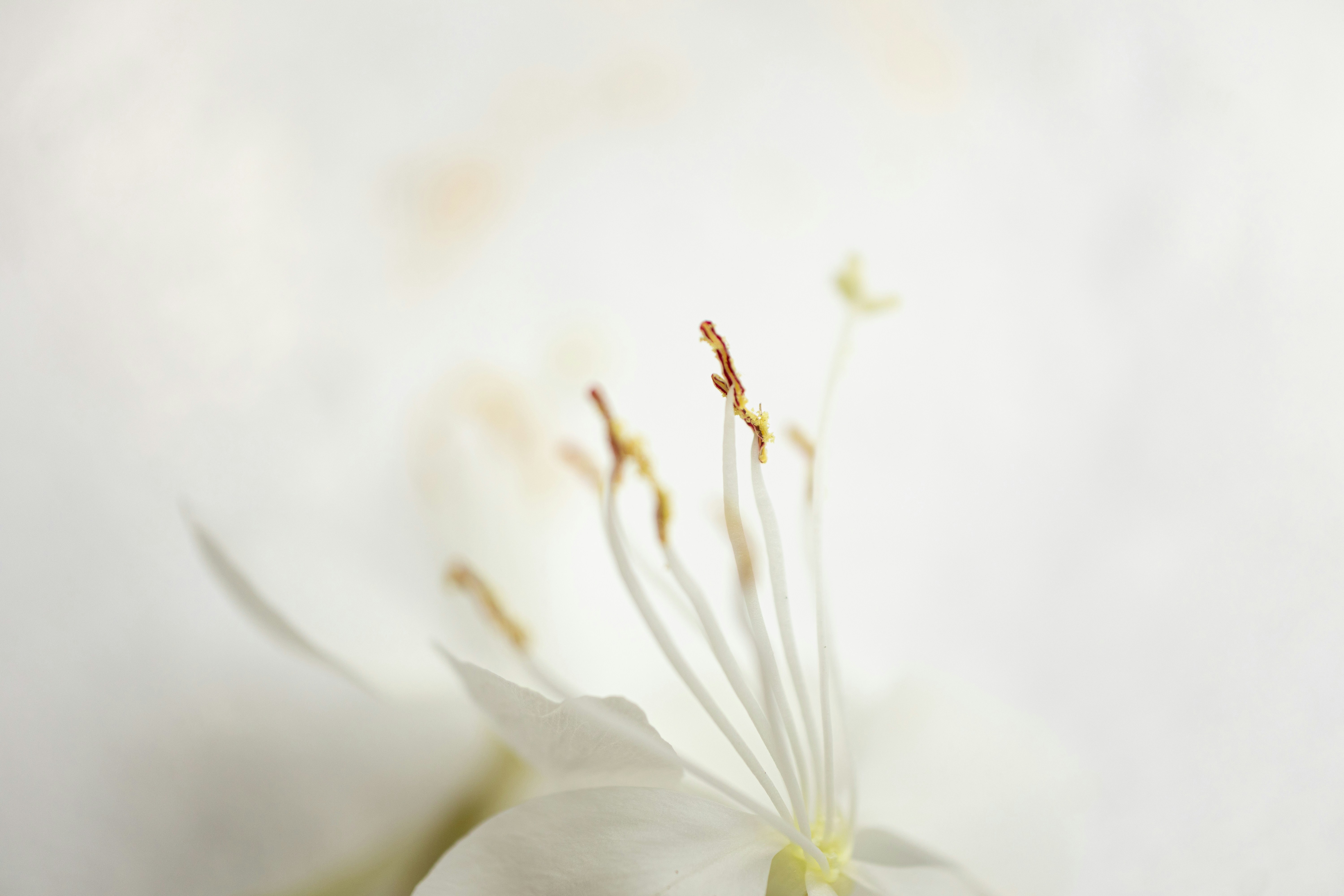 Petal Spotlight: The Delicate Reveal of White Stamens