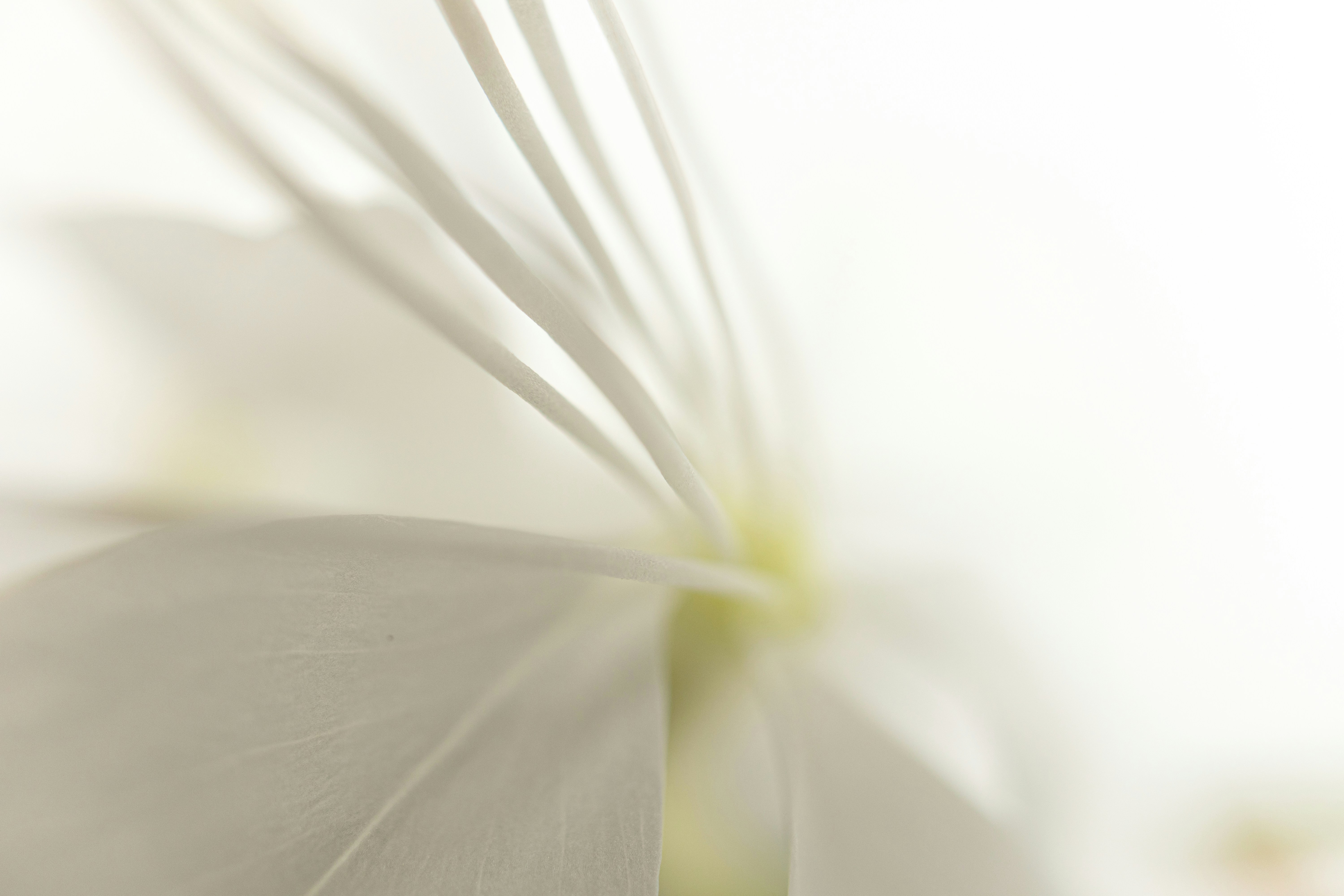A close-up of pale petals bathed in bright, diffused light, creating an ethereal, minimal composition with a gentle, abstract quality.