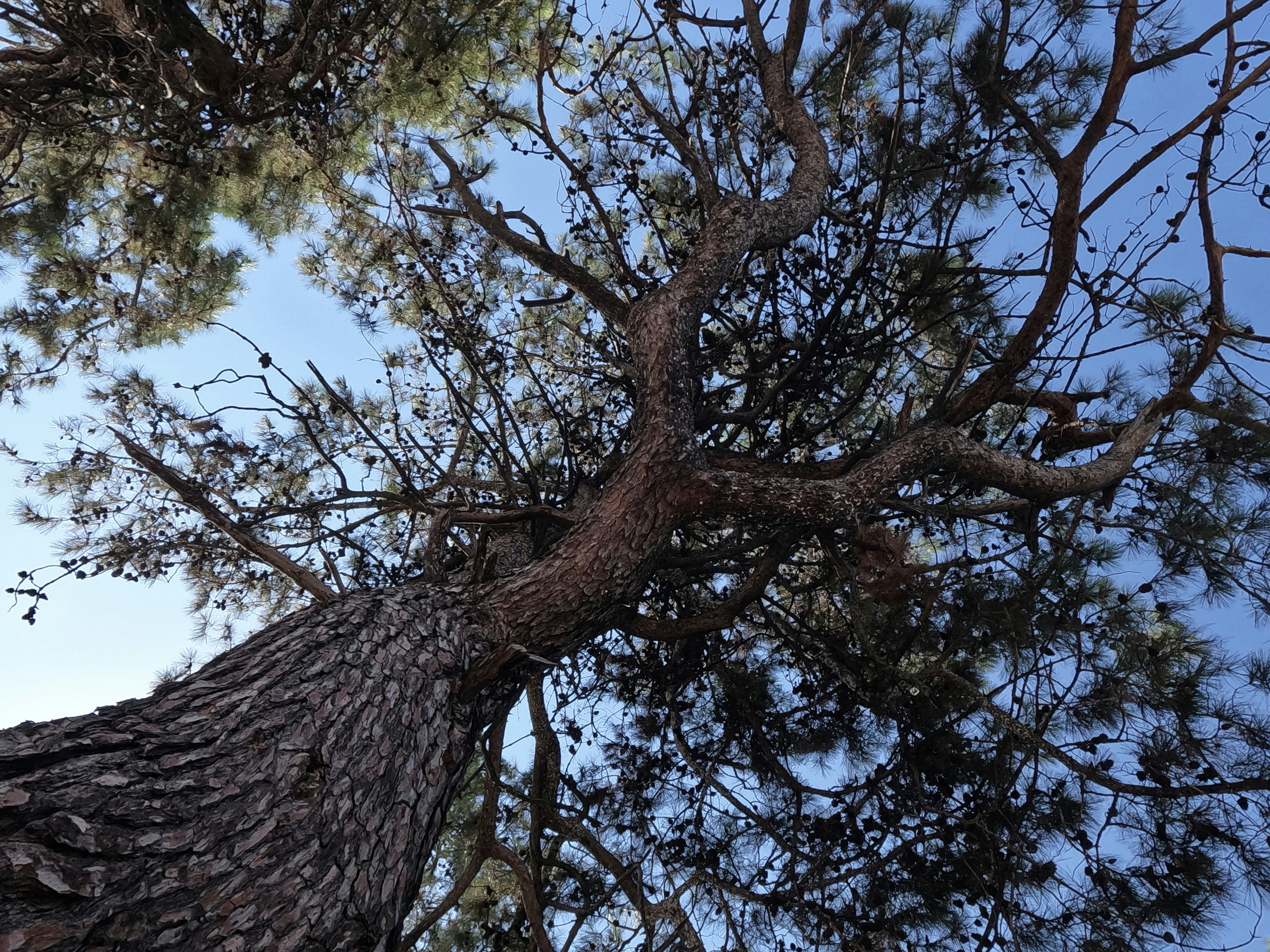 Skyward Cedar Arboreal Network