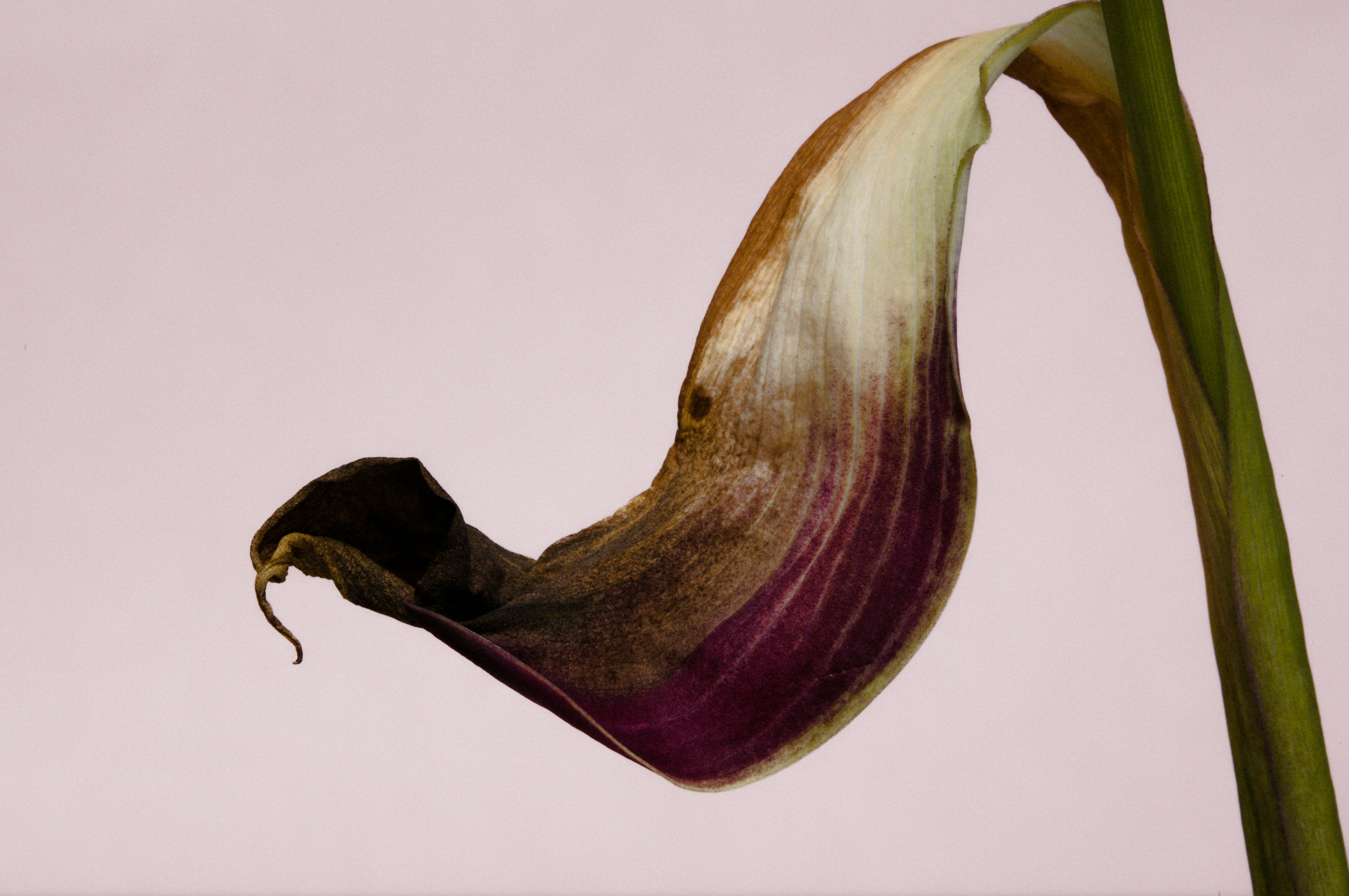 Wilted flower petal curls downward on a pale backdrop, emphasizing fragile texture and color gradient. A minimalistic study of decay and organic form.