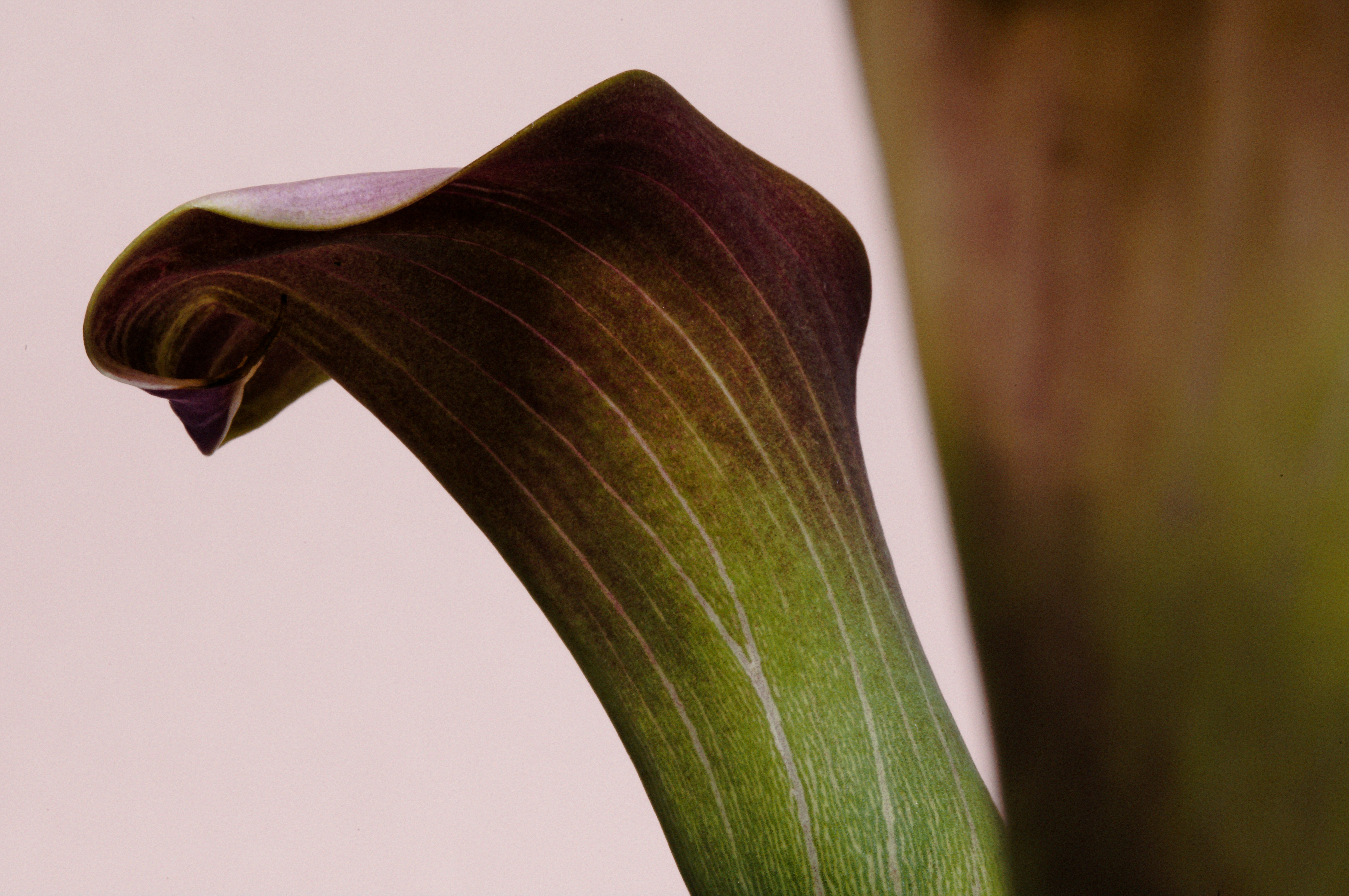 Curved trumpet of secrecy: a close view of a purple-green calla bloom