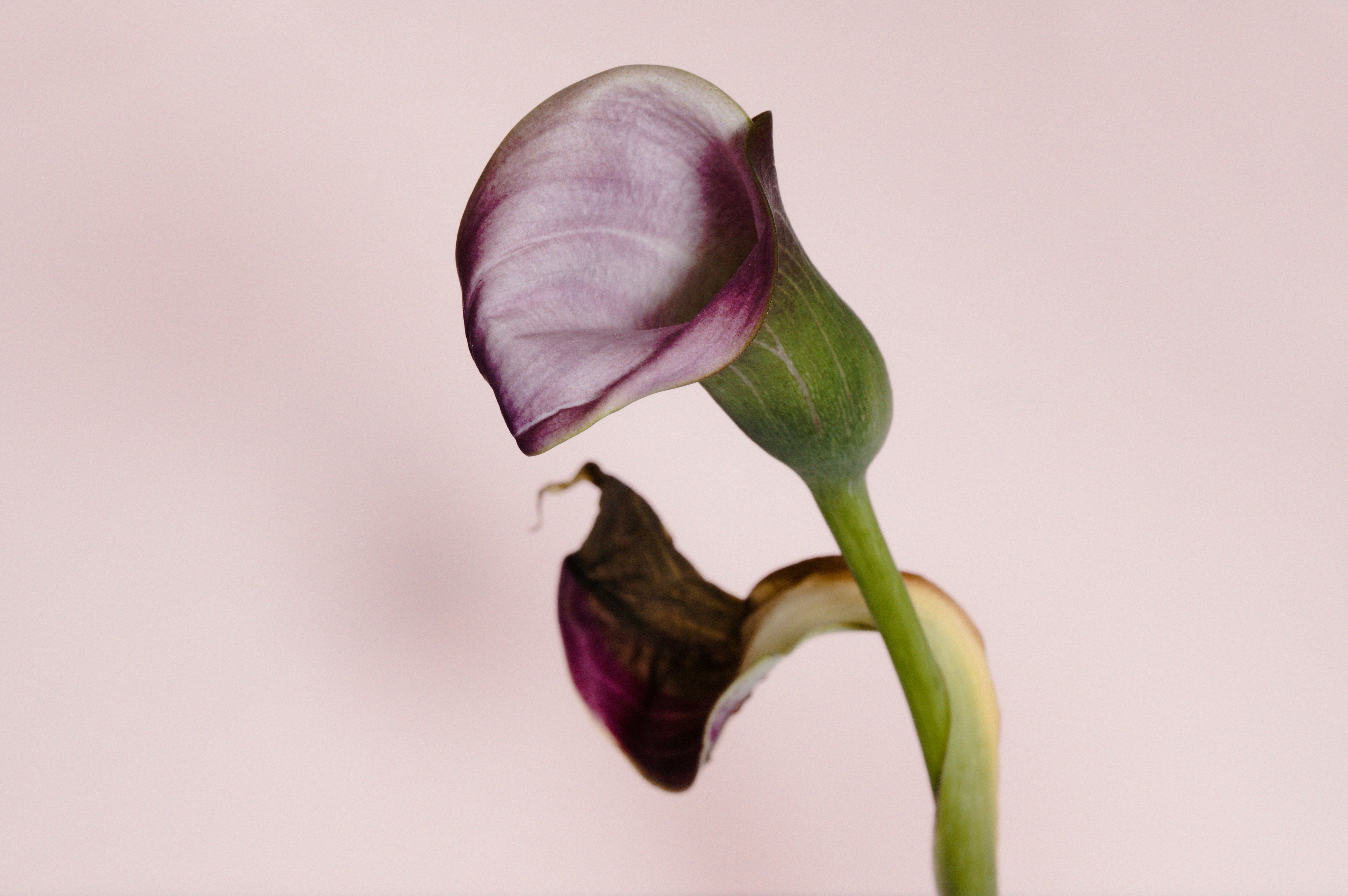 Lilac Blooming Echoes: A Delicate Petal Against a Soft Pink Backdrop