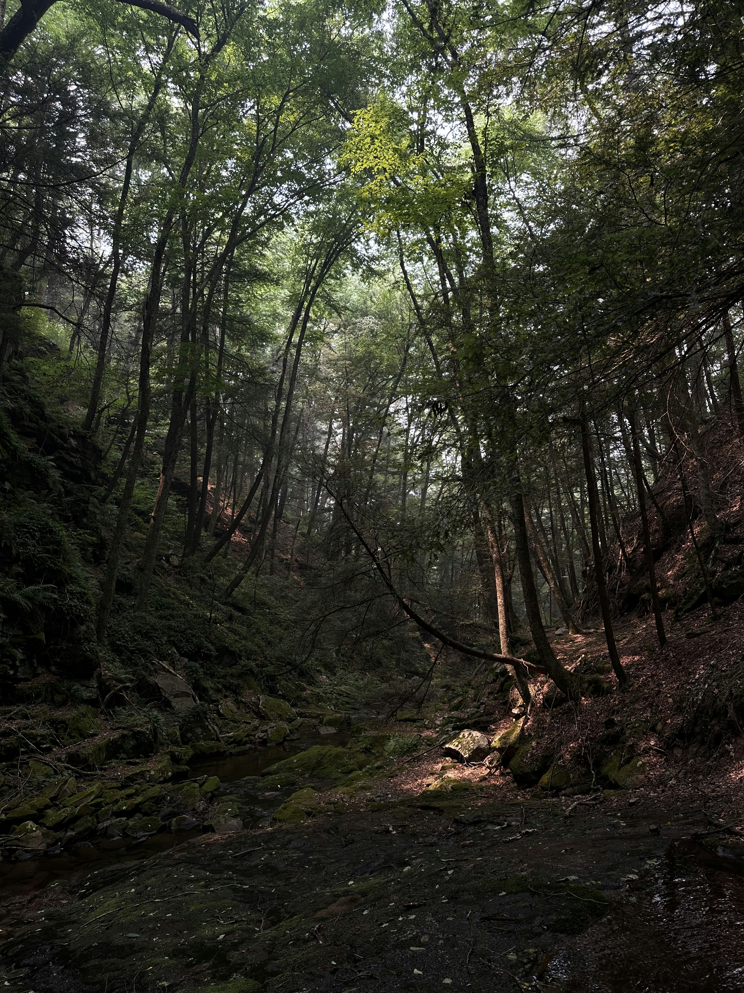 Forest Staircase to Light: A Quiet Canyon of Trees