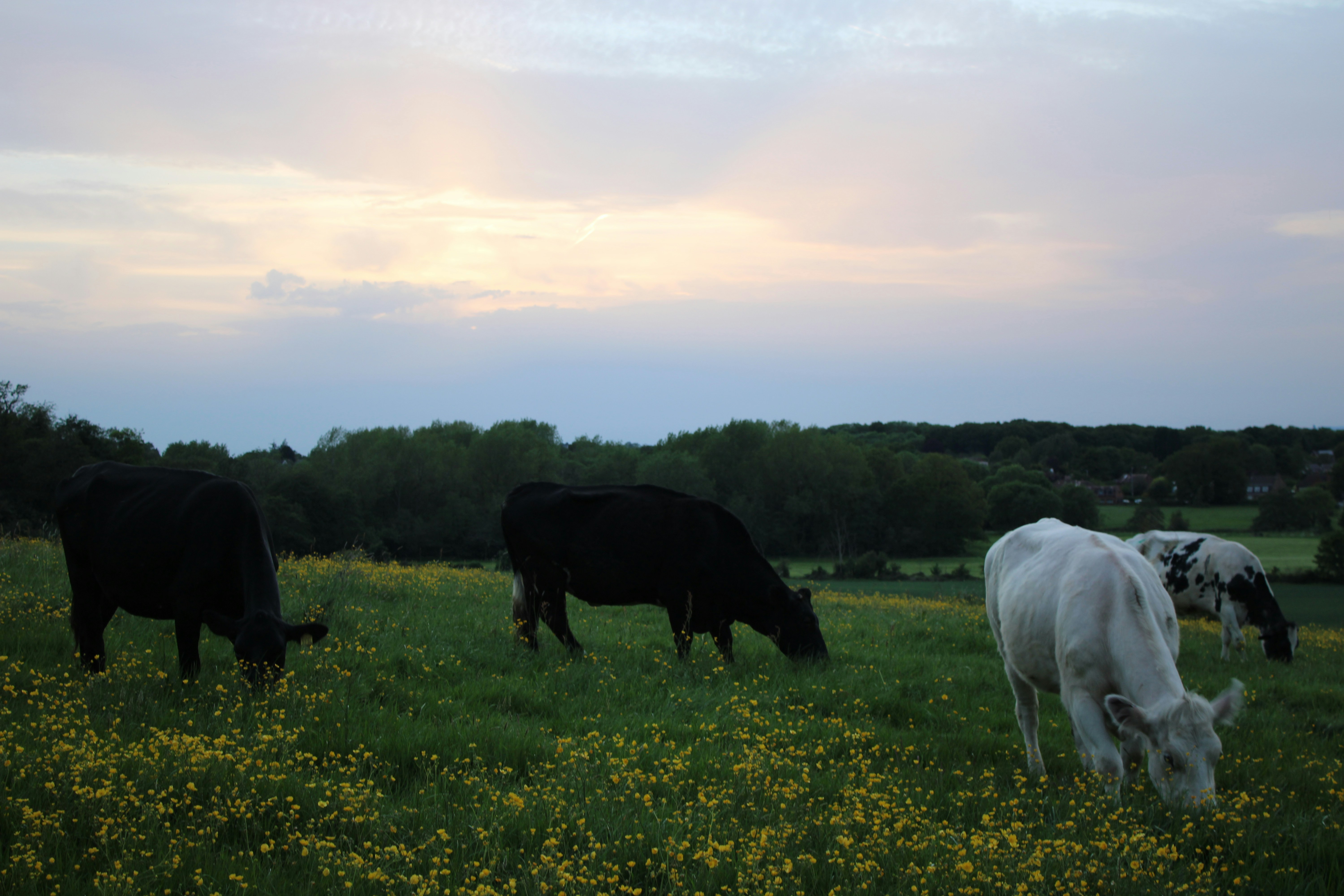 Pasture Palette at Dusk: Cows Beneath a Quiet Sky