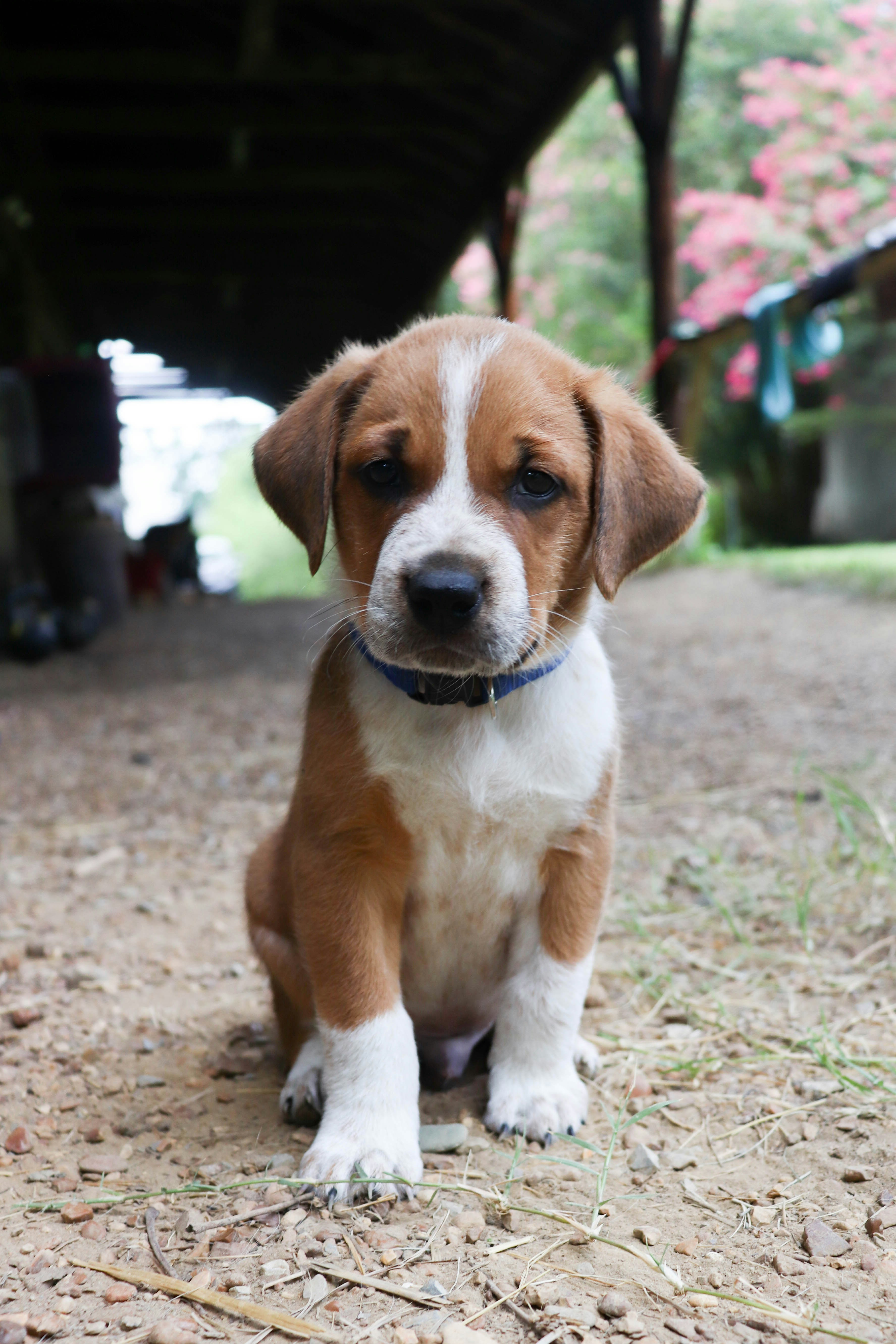 Young beagle mix puppy sits on a dirt path under a shaded shelter, blue collar, focused gaze; background shows flowering plants and blurred yard features.