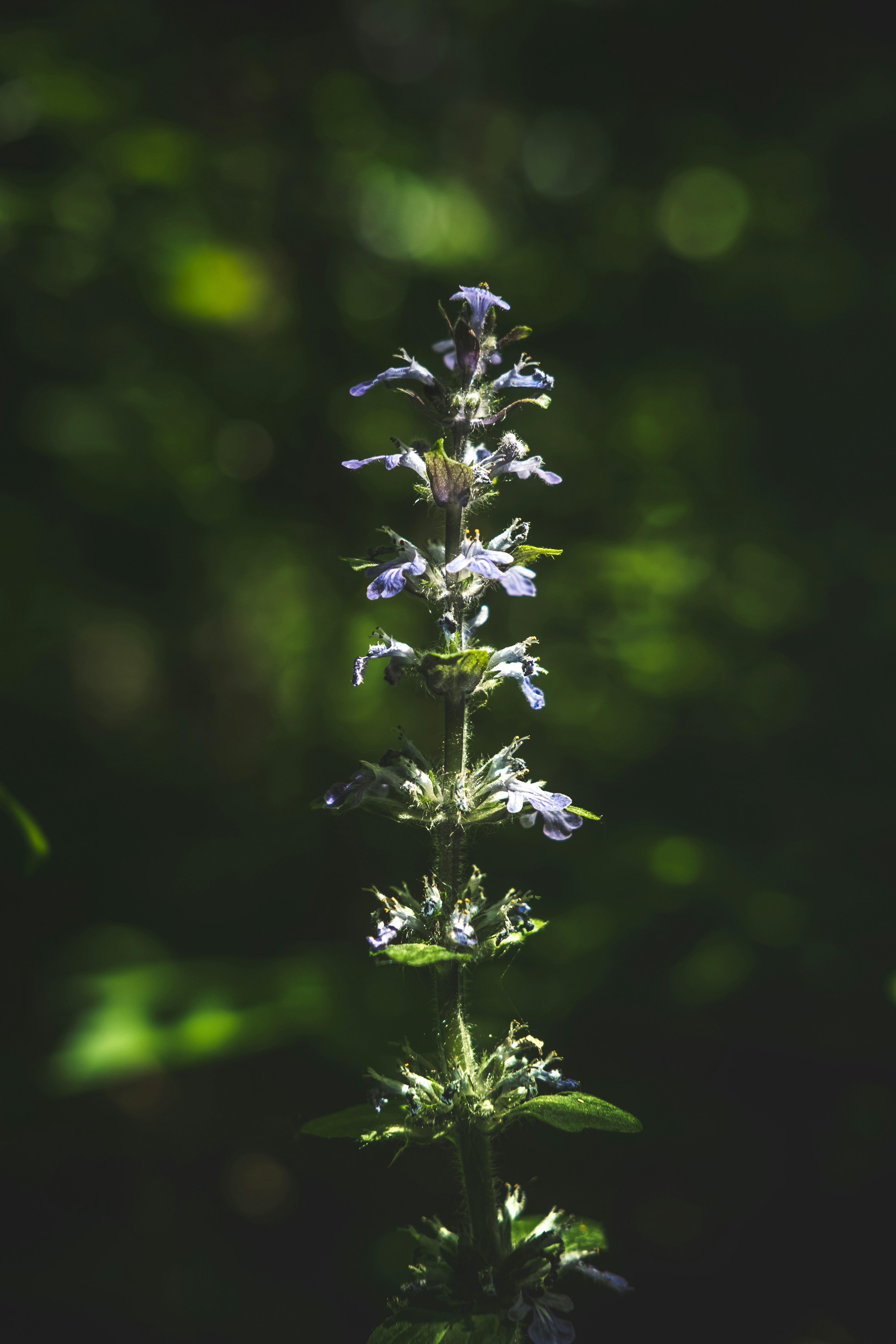 Portrait of a Moonlit Floral Spike: A Meadow Blue in Focus