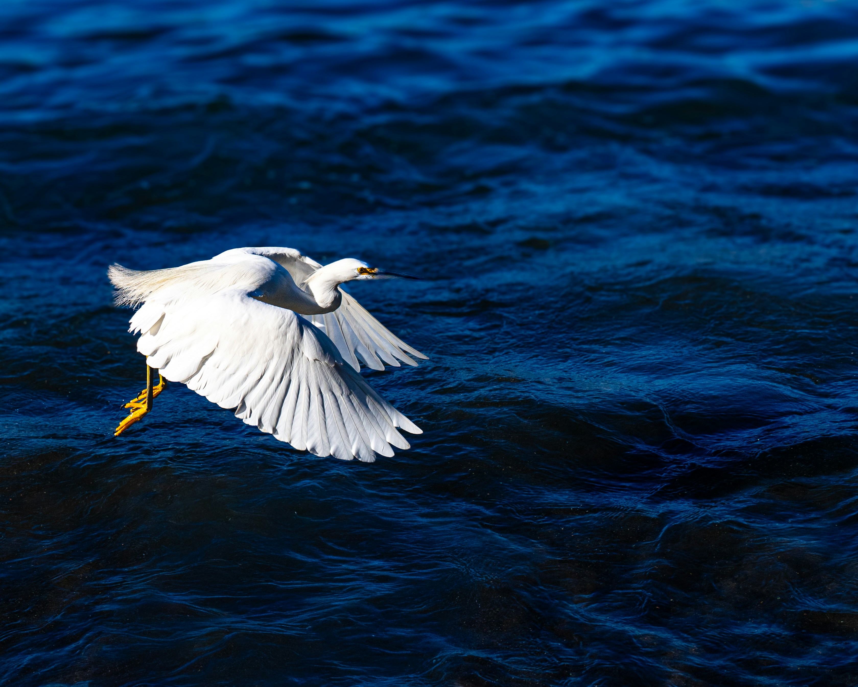 White Heron in Dark Velvet Seas