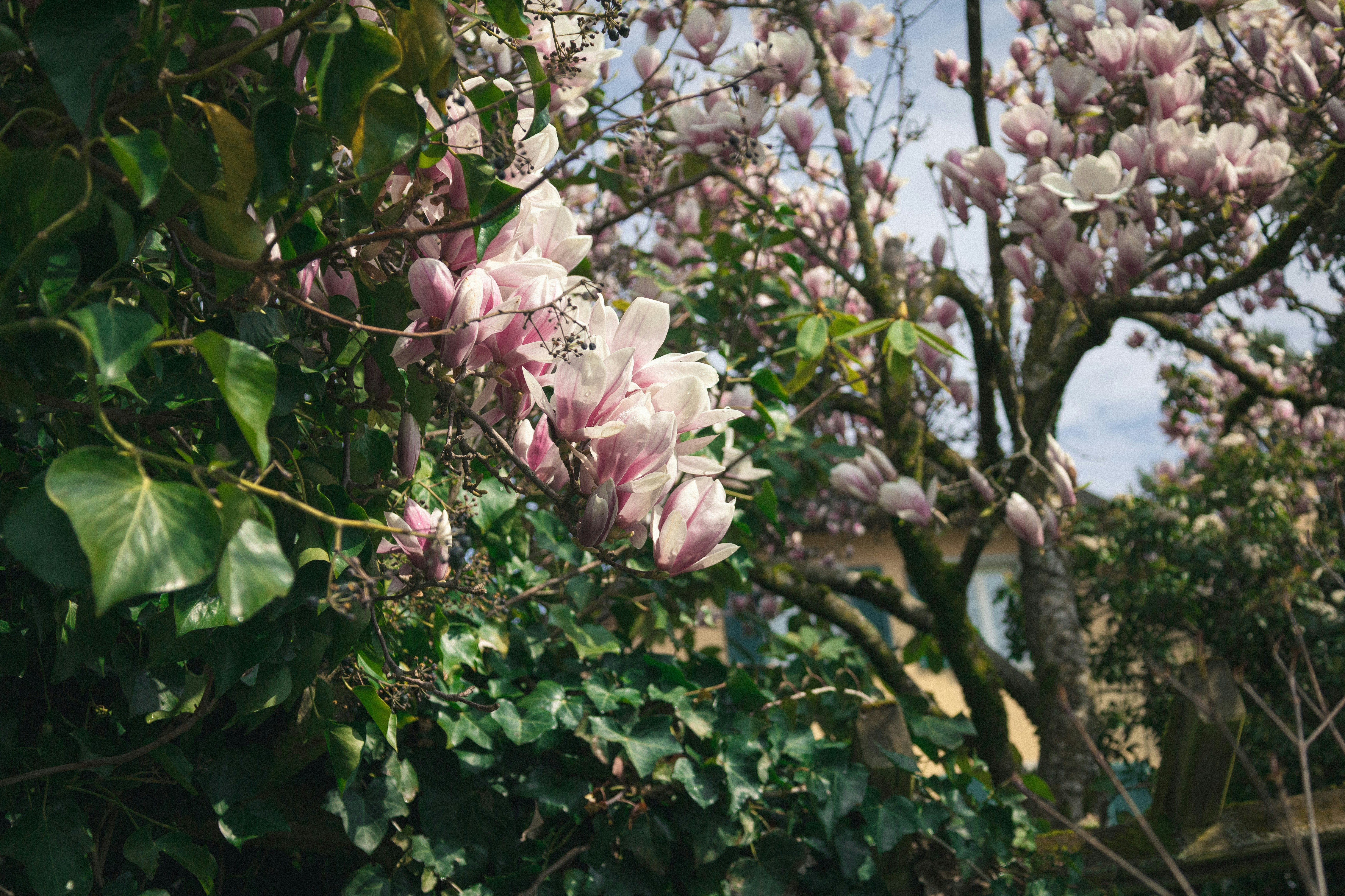 Blossoms in Focus: A Quiet Moment Among Vines and Pink Petals