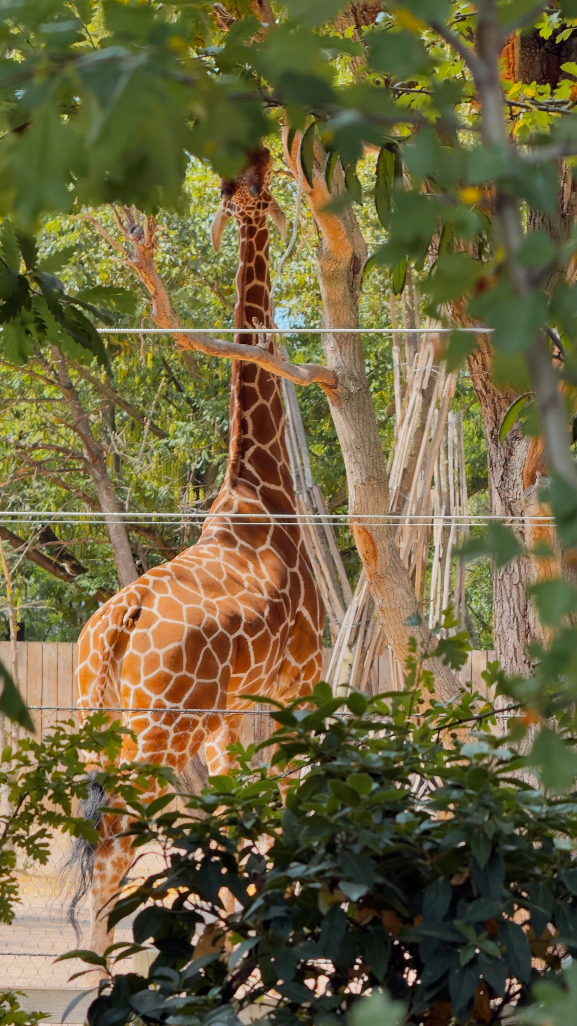 Giraffe seen from behind with tall trees and green foliage creating a natural enclosure.