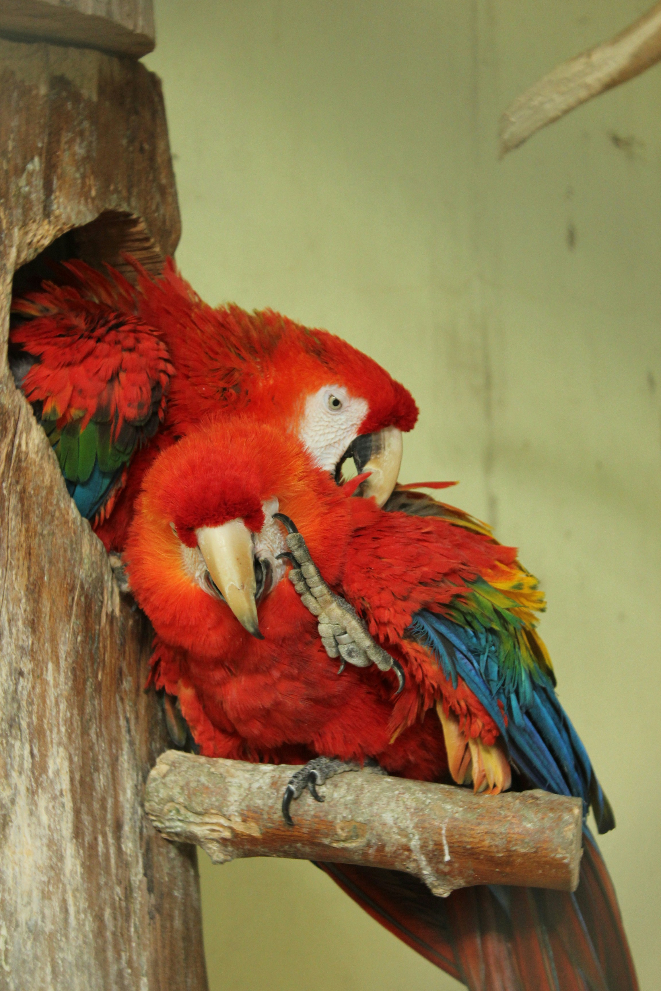 Red Macaws at Rest: Vibrant Feathers and a Shared Moment