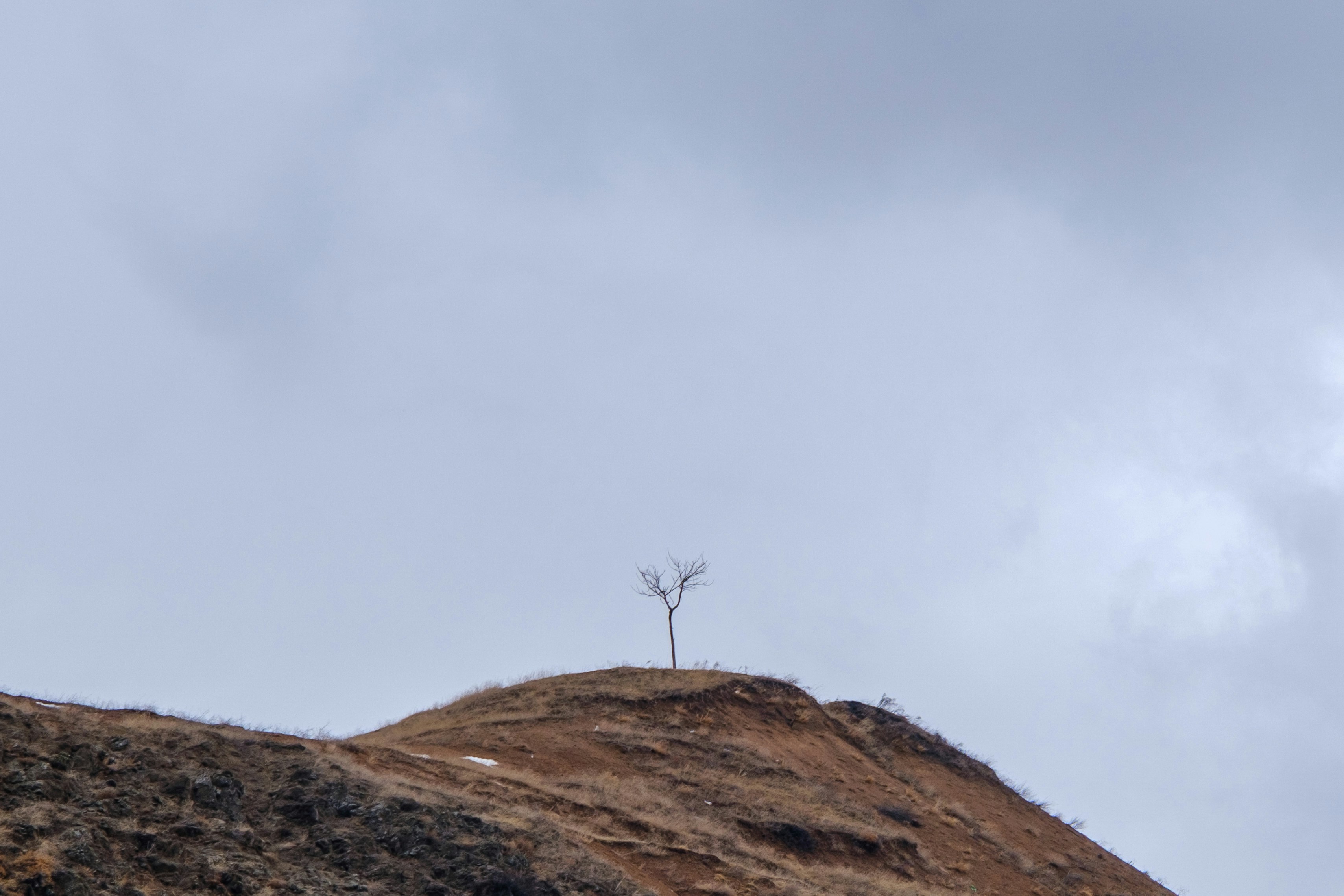 Bare Hilltop Sentinel