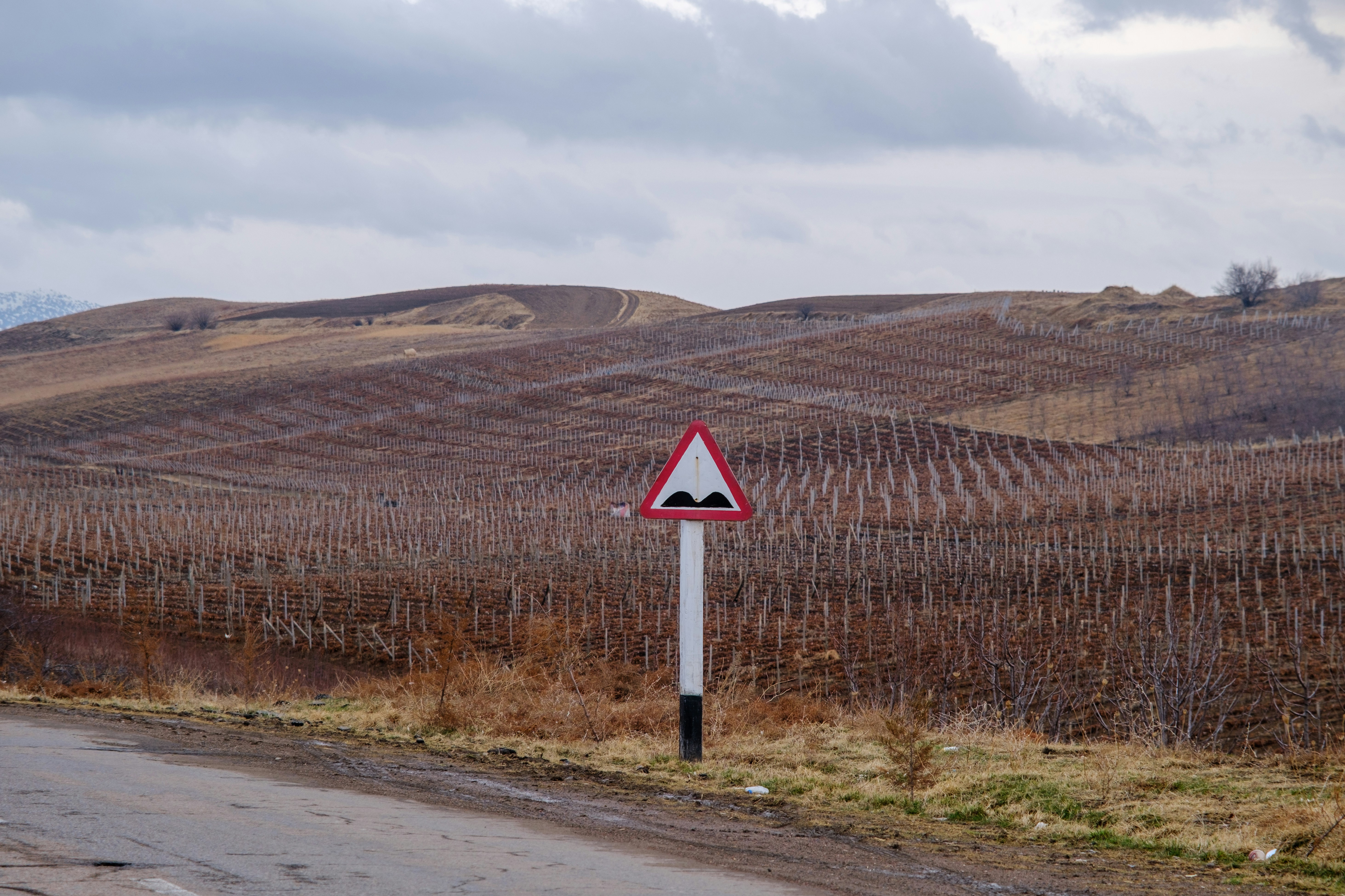 Winding Signs Across a Quiet Vineyard Plain