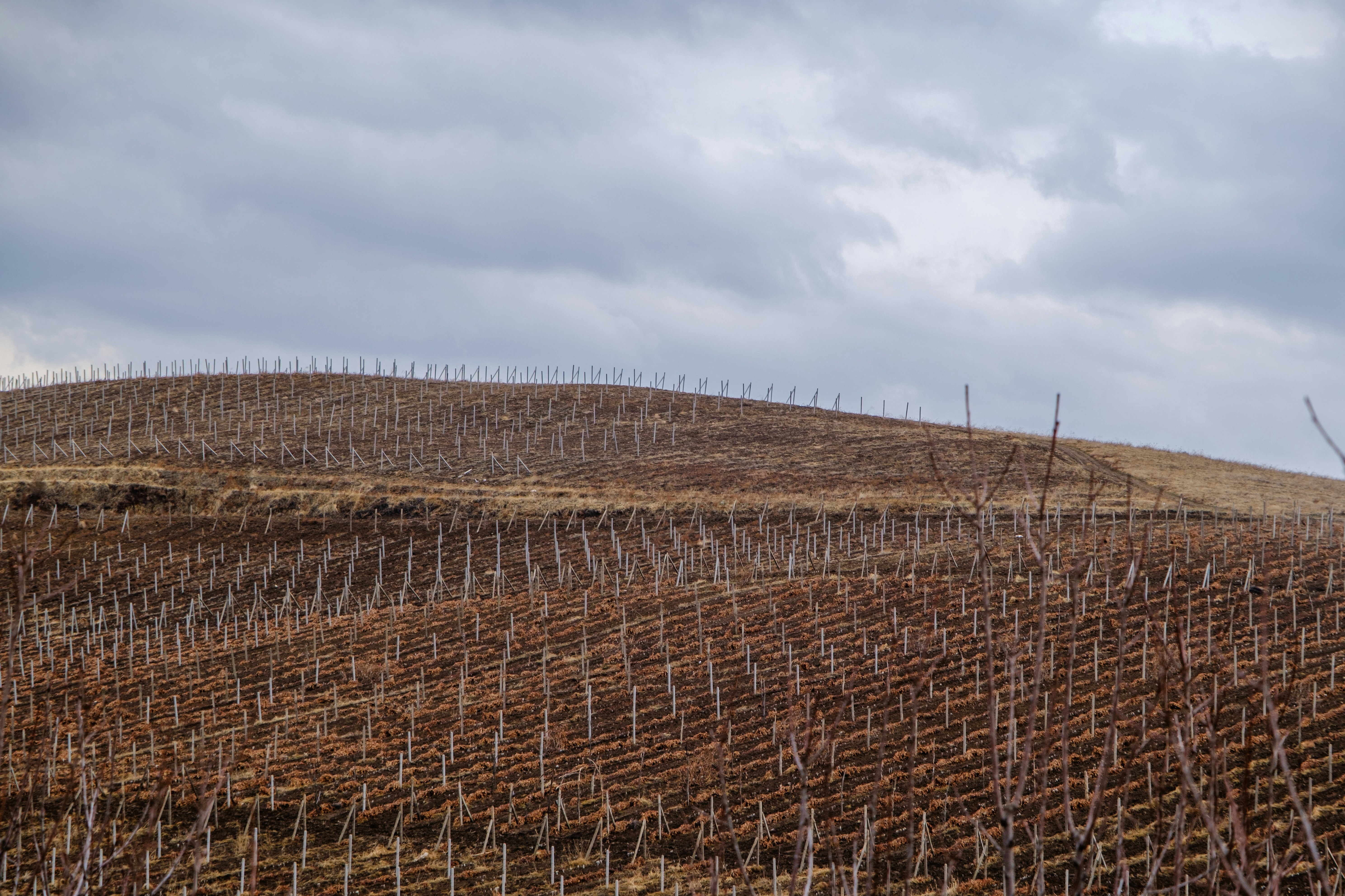 Lines in the Field: A Rolling Vineyard of Dormant Staves Under a Moody Sky