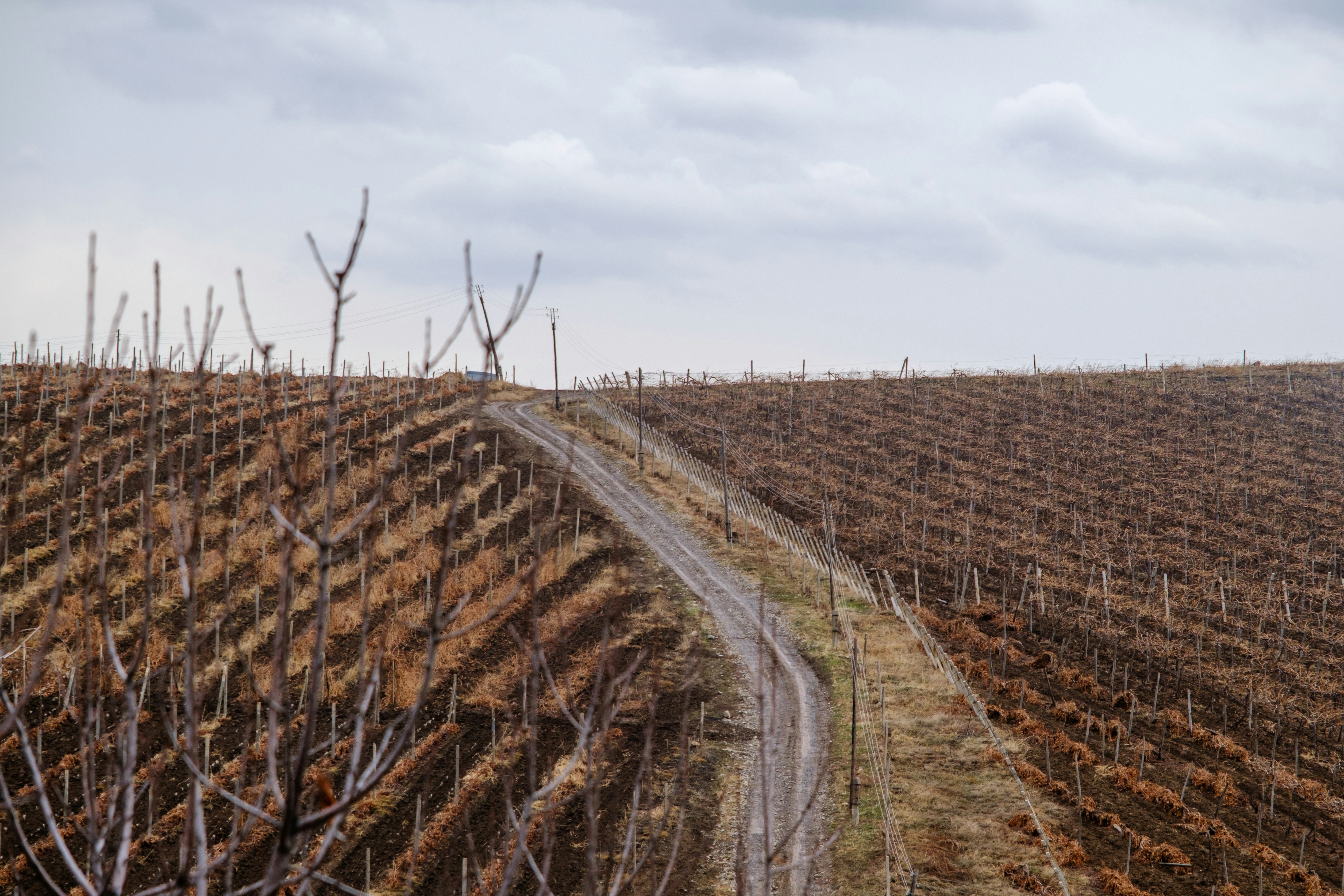 Vineyard Path: A Rural Corridor Winding Toward the Horizon