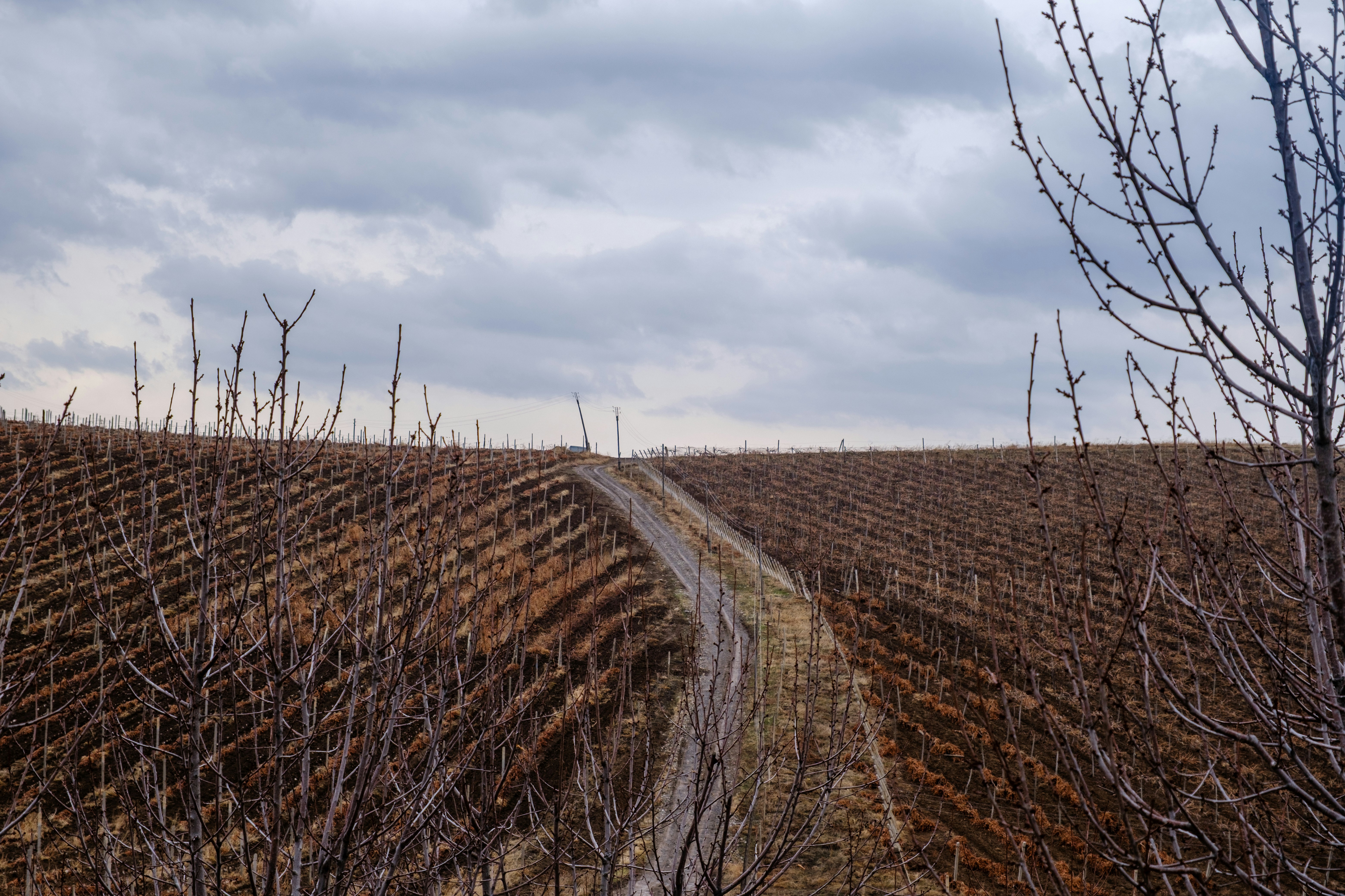 Path Through Winter Vines: A Quiet Terrace of Dormant Rows